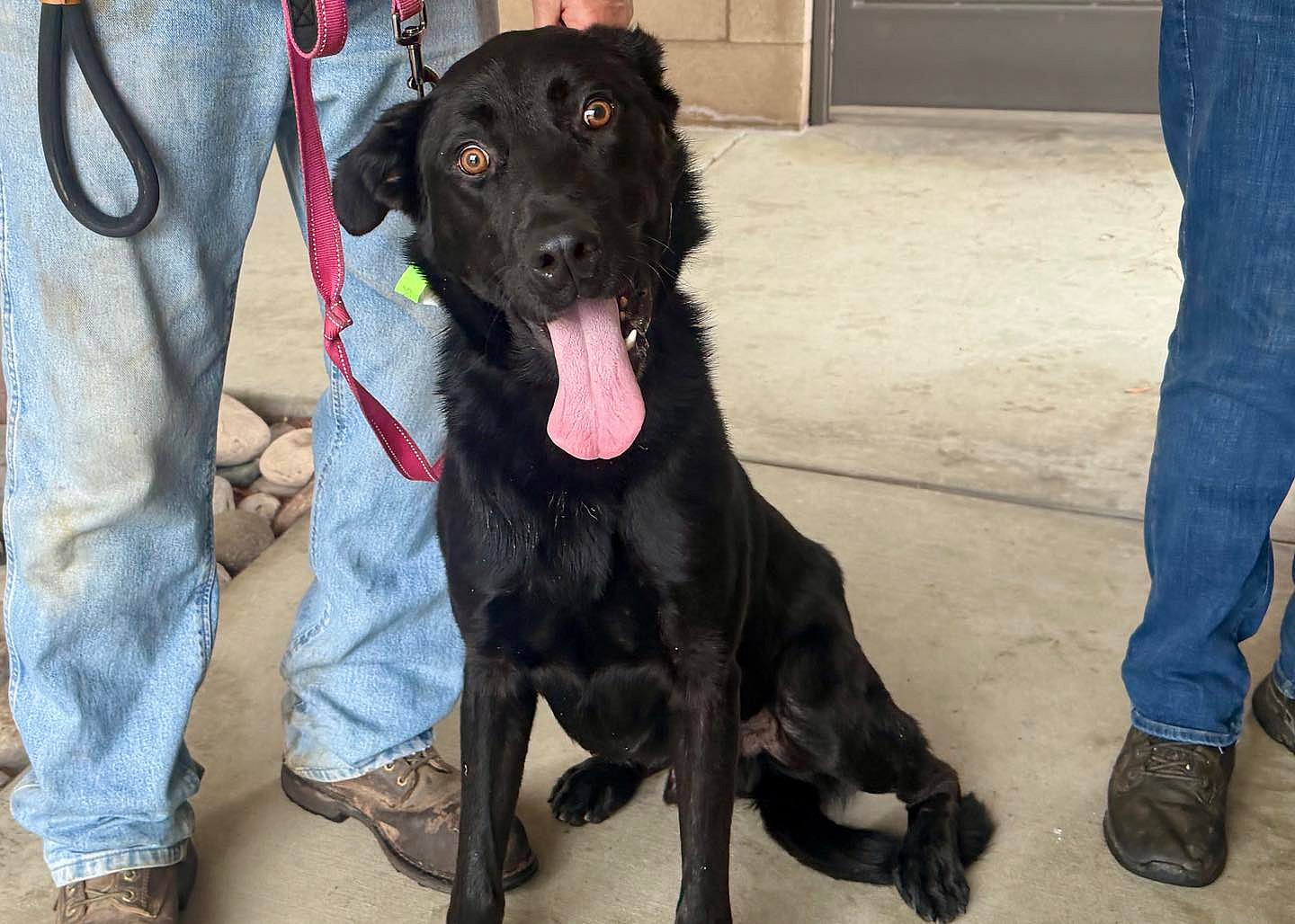 Jax the Labrador Retriever Mix Was Turned In by His Owner—Could You Be ...