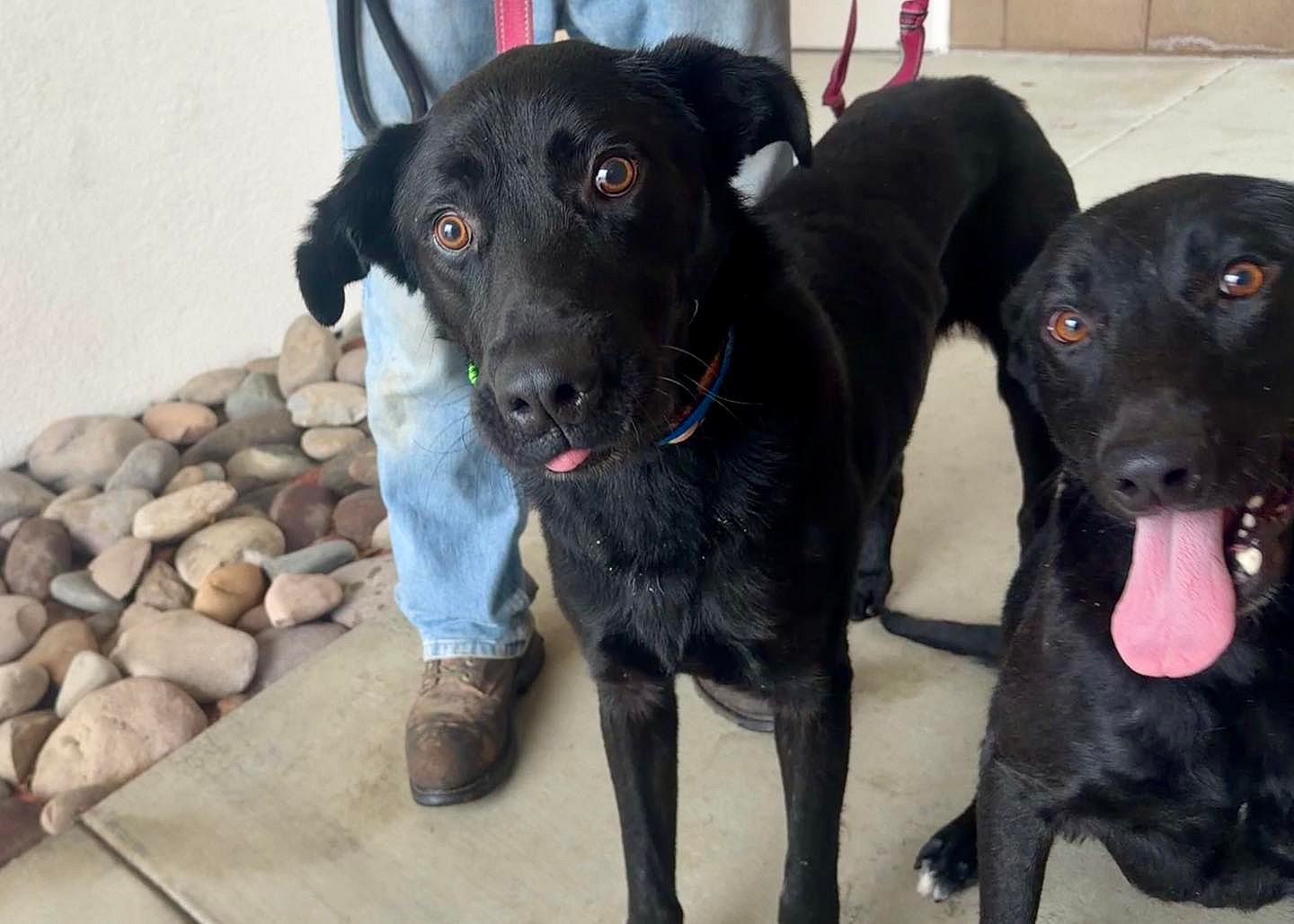 Jax the Labrador Retriever Mix Was Turned In by His Owner—Could You Be ...