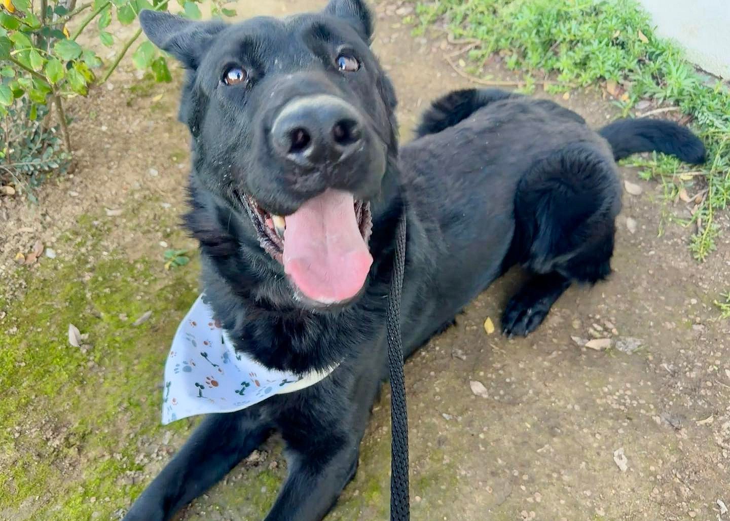 Luna German Shepherd Owner Surrender Ready to Go Home—Come Meet Her ...