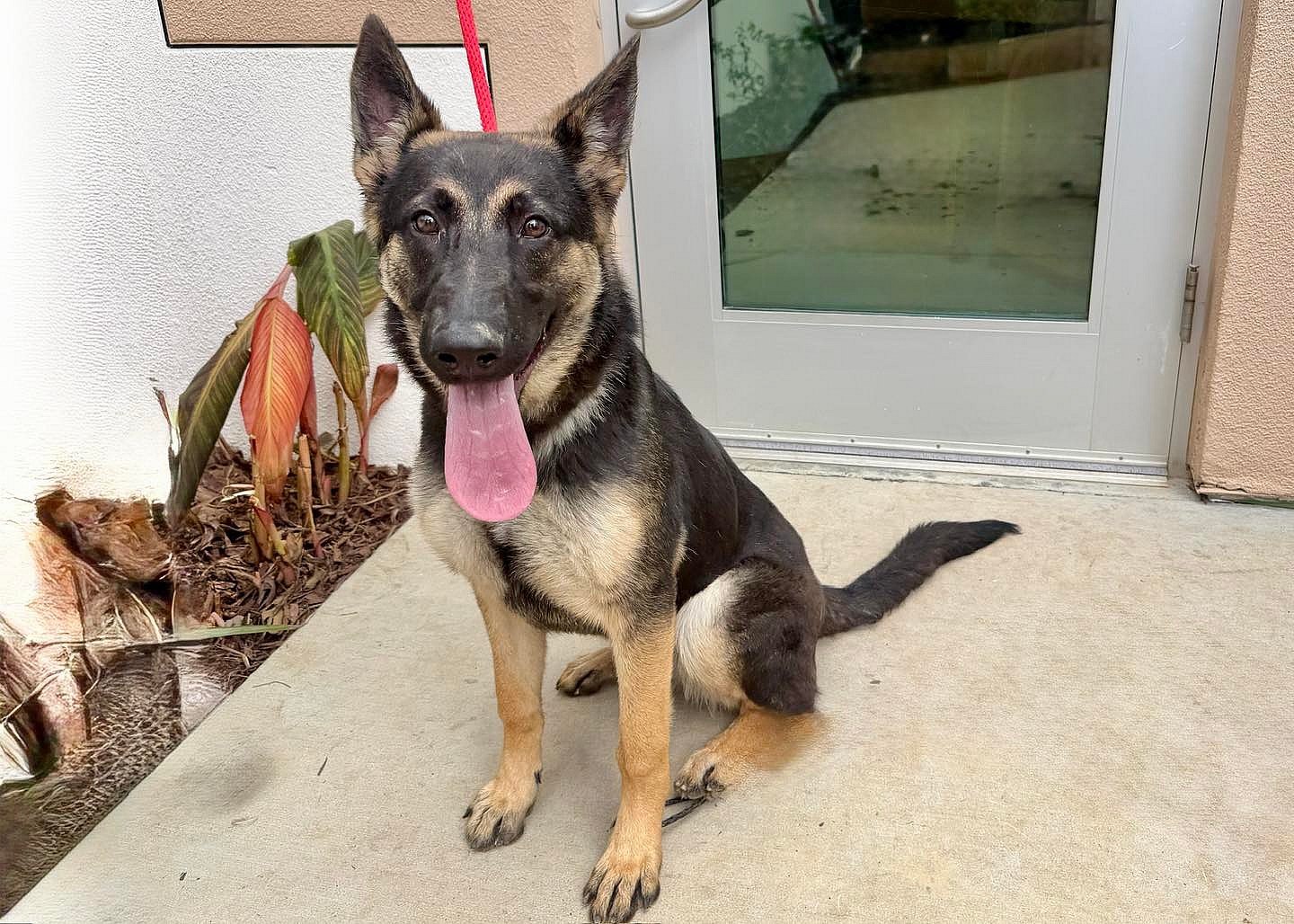 Rumba German Shepherd Mix Stray Pup Ready to Zoom Into Her Forever Home ...