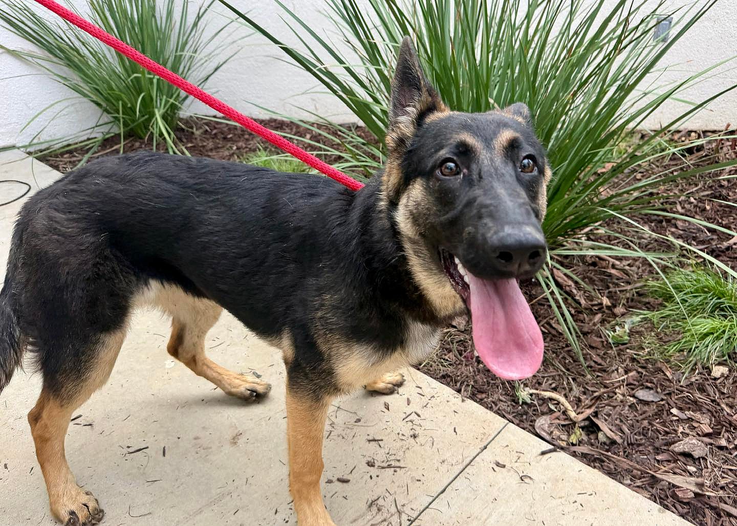 Rumba German Shepherd Mix Stray Pup Ready to Zoom Into Her Forever Home ...