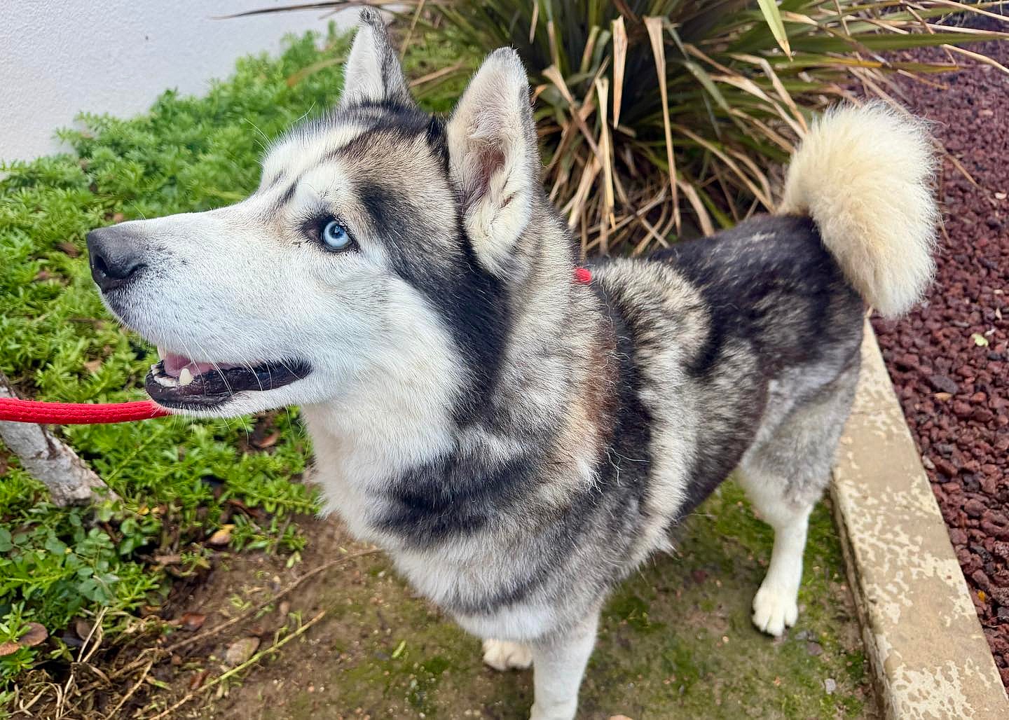 Theo, The Happy Husky Mix—Could You Be His Forever Family? - Rocky Kanaka