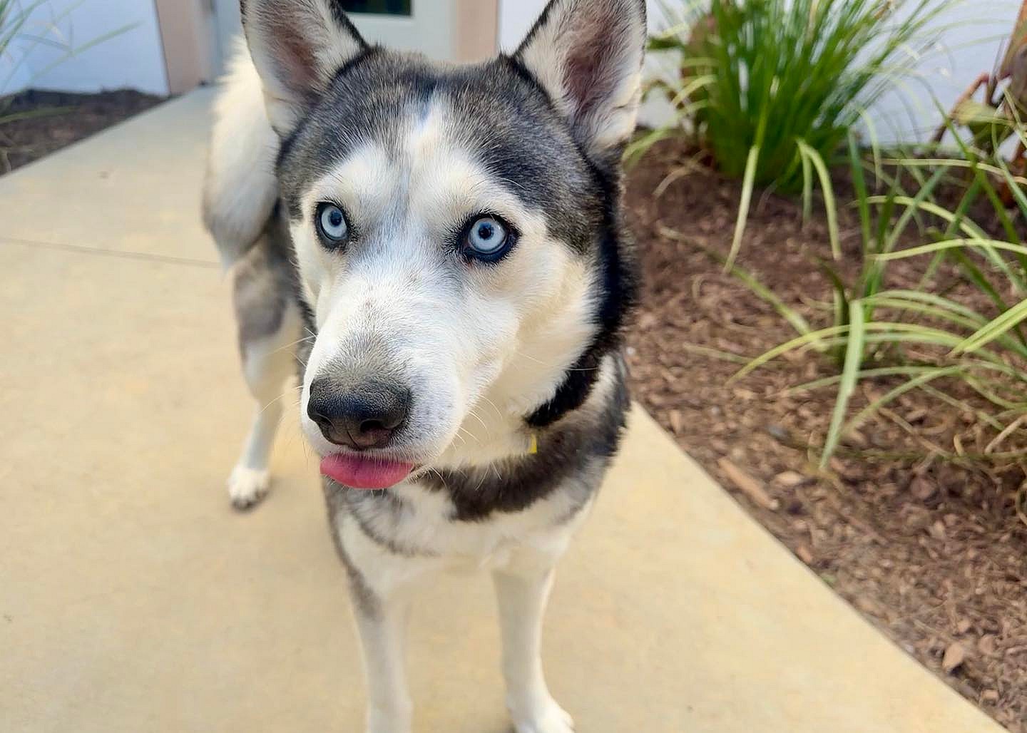 Willow Husky Stray Pup Ready to Bring Joy and Fun to Her Forever Home ...
