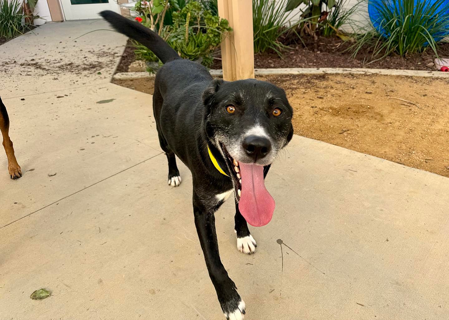 This Tuxedo-Coated Lab Mix Came in as a Stray—Now Chkies Is Ready to Be ...