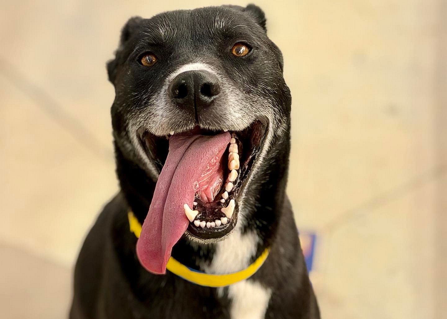 This Tuxedo-Coated Lab Mix Came in as a Stray—Now Chkies Is Ready to Be ...