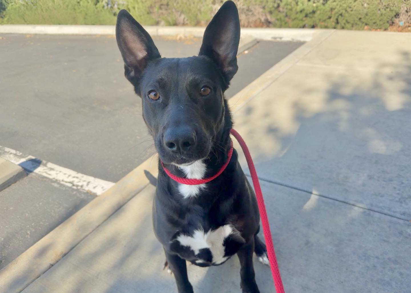 Misty, Shepherd Mix, A Lovely, Well-mannered Girl Ready to Step Right ...