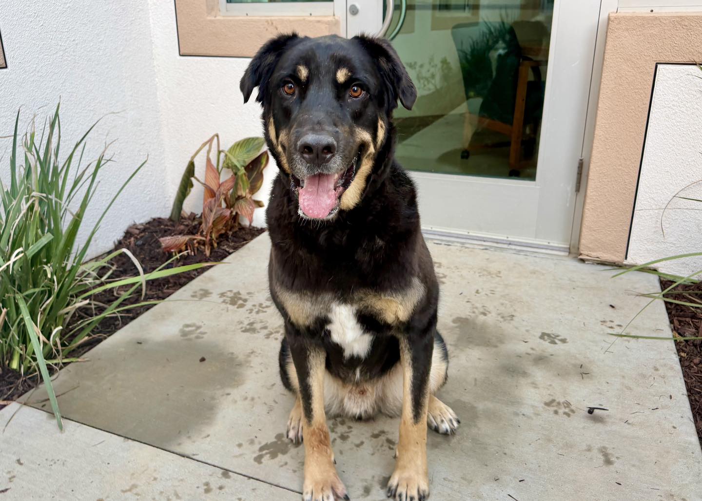 Ray, Shepherd Mix, Has Sweet and Playful Spirit — Will You Be His ...