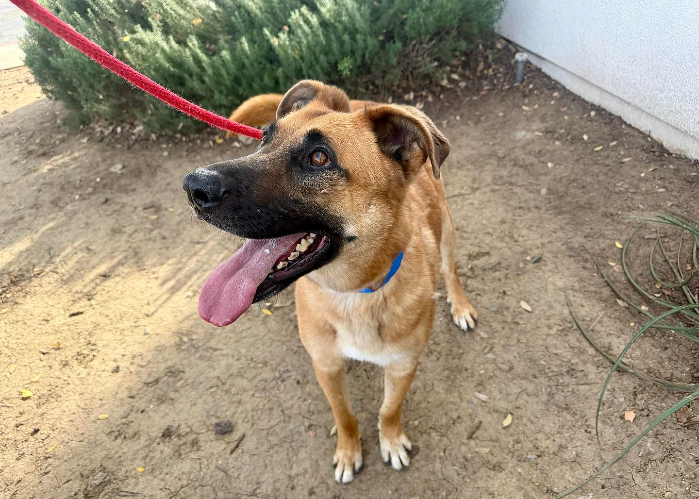 Scotch the Shepherd Mix: Smooth, Sweet, and Ready to Charm His Forever ...