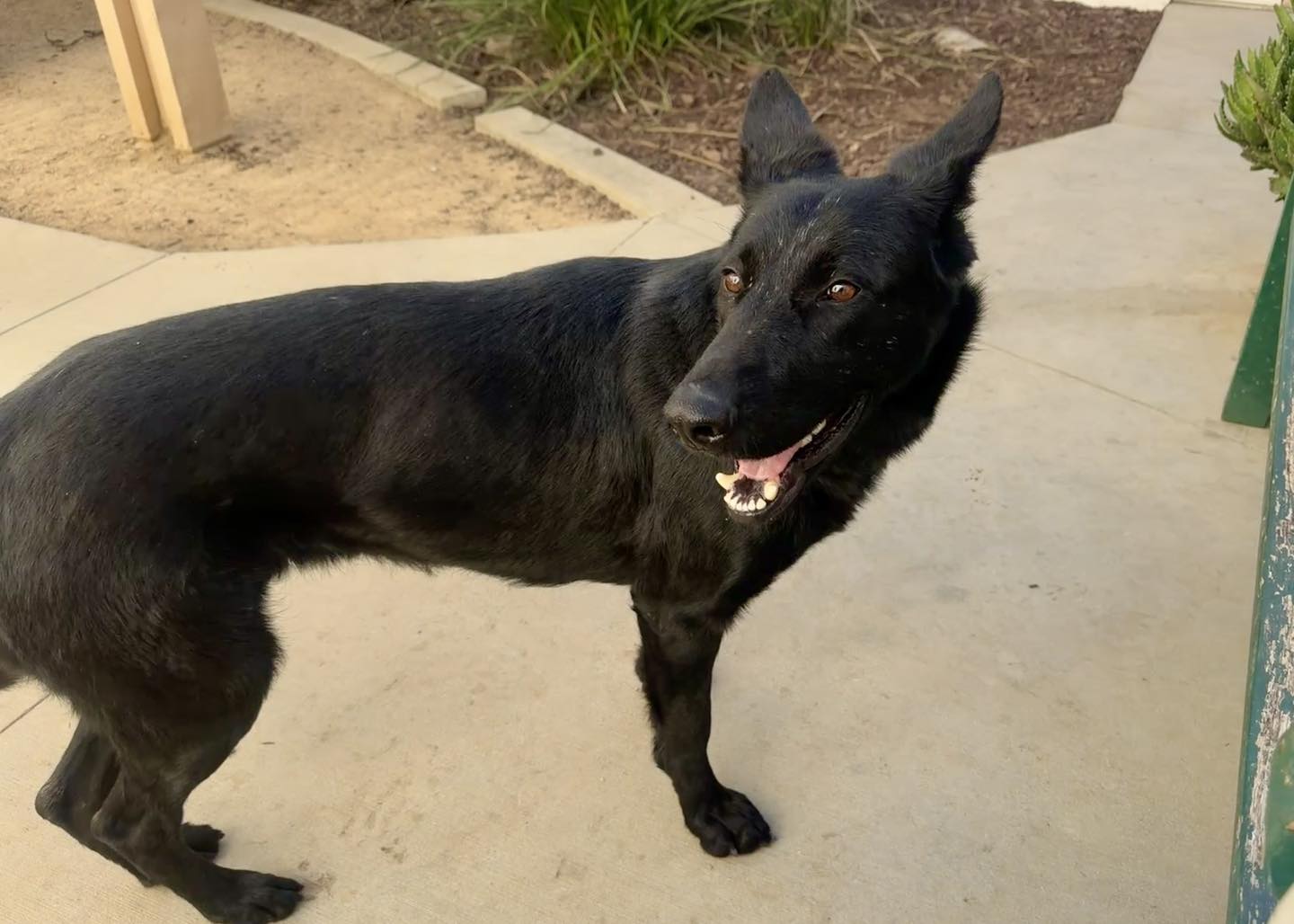 Shadow the German Shepherd: Calm, Gentle, and Ready to Step Out of the ...