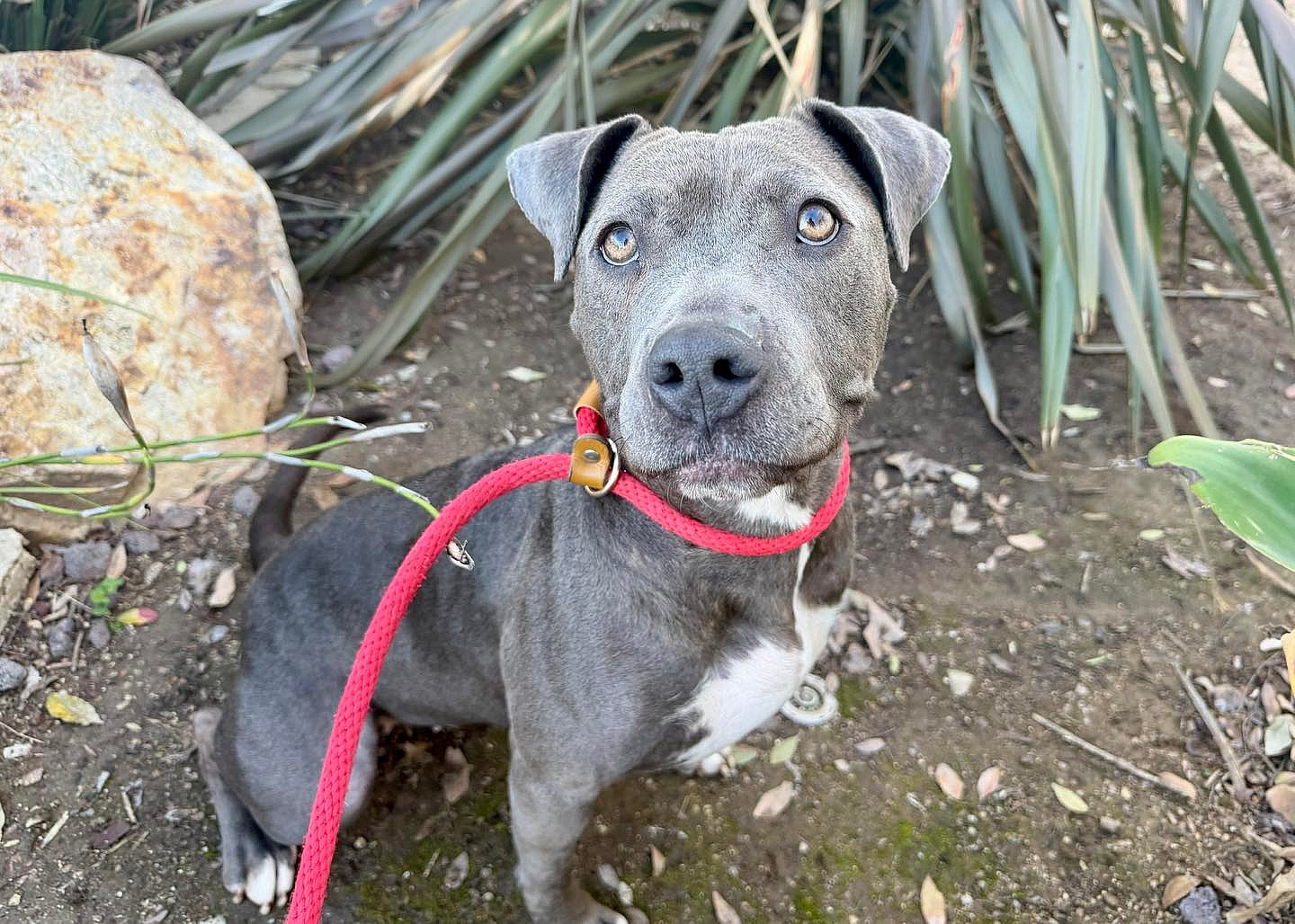 Chai the Pit Bull Is a Gentle Heart Ready to Steal Yours - Rocky Kanaka