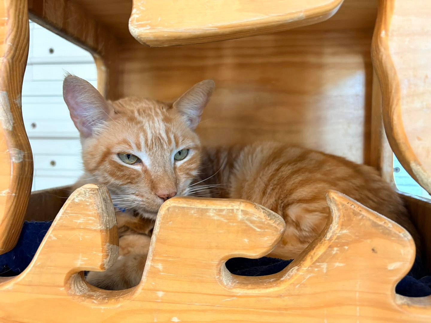 Tony the Cat Was Found Sitting Alone in a Cat Tower—Now He Just Wants a ...