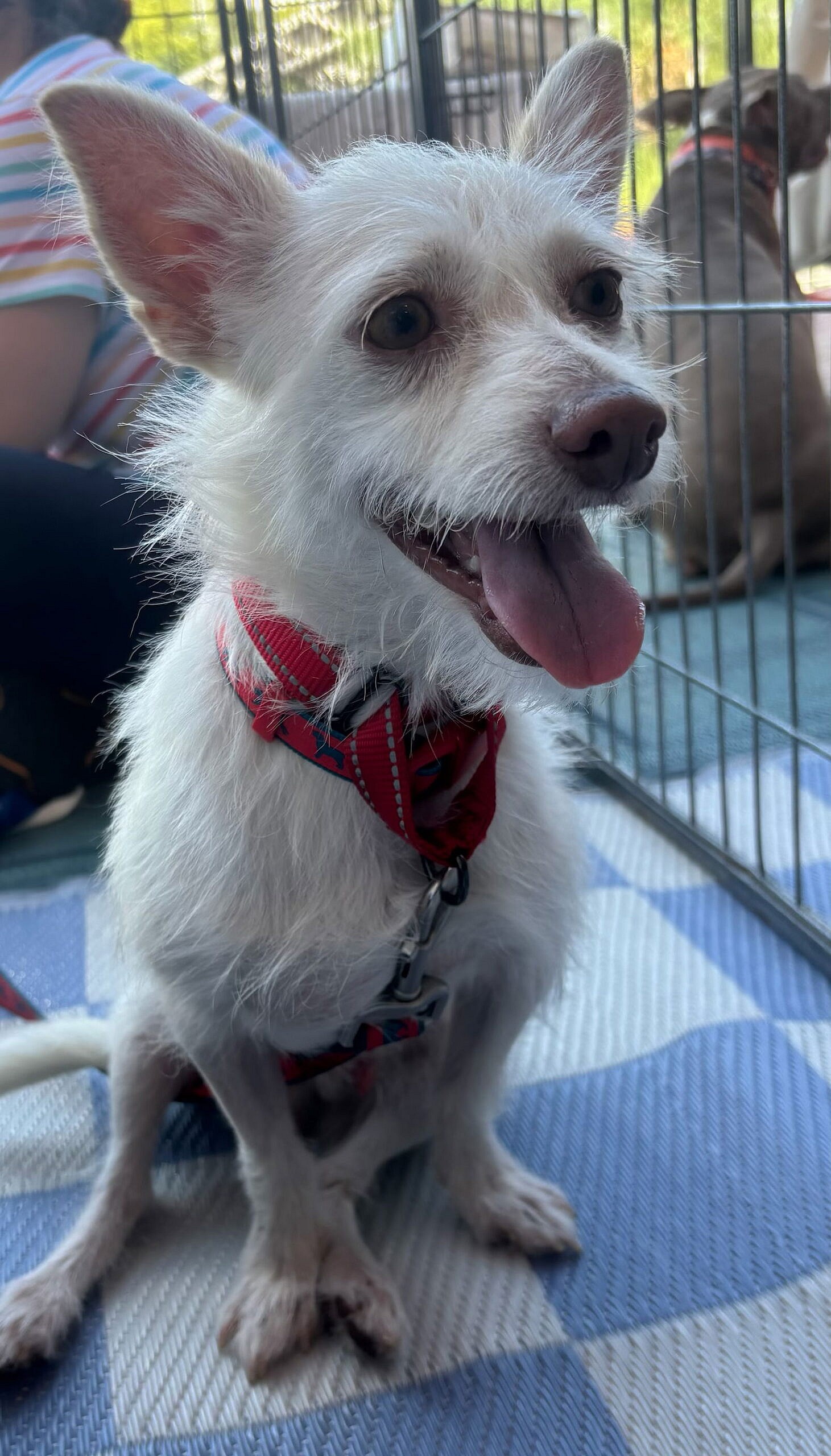 Milo – Terrier Found Stray and Ready to Fill Your Home With Love and ...