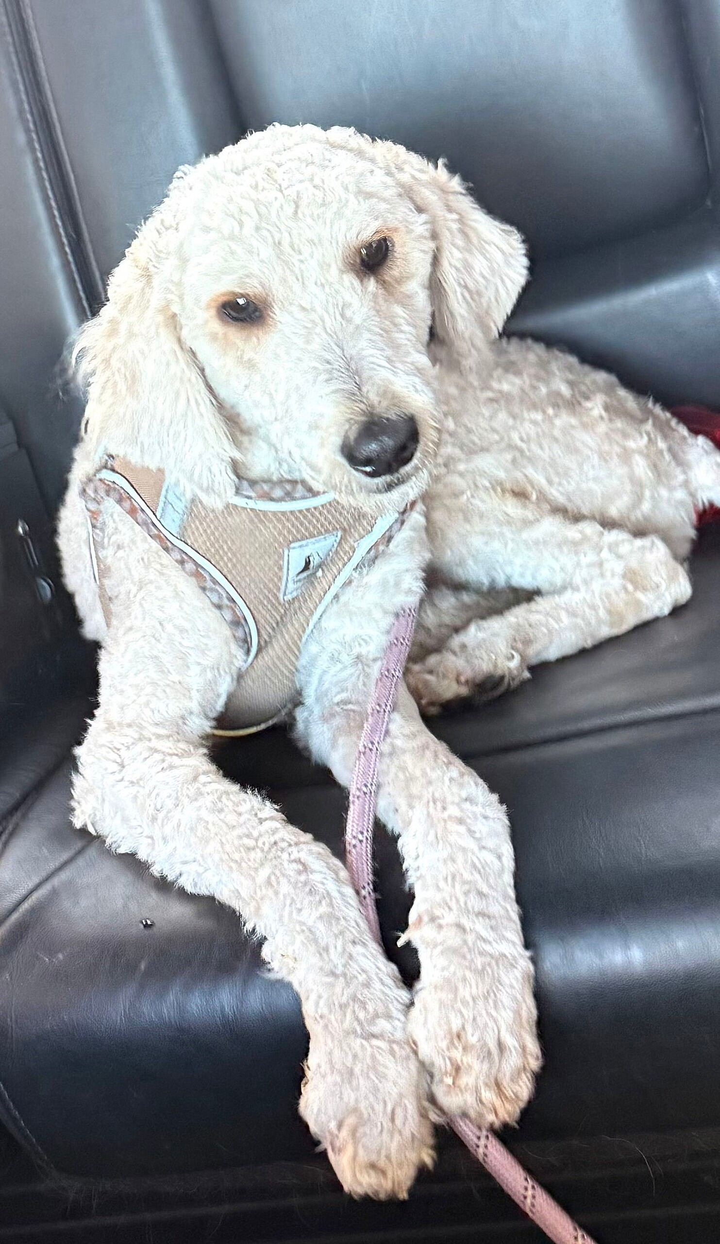 Skipper the Mini Goldendoodle — Rescued from the Streets and Ready to ...
