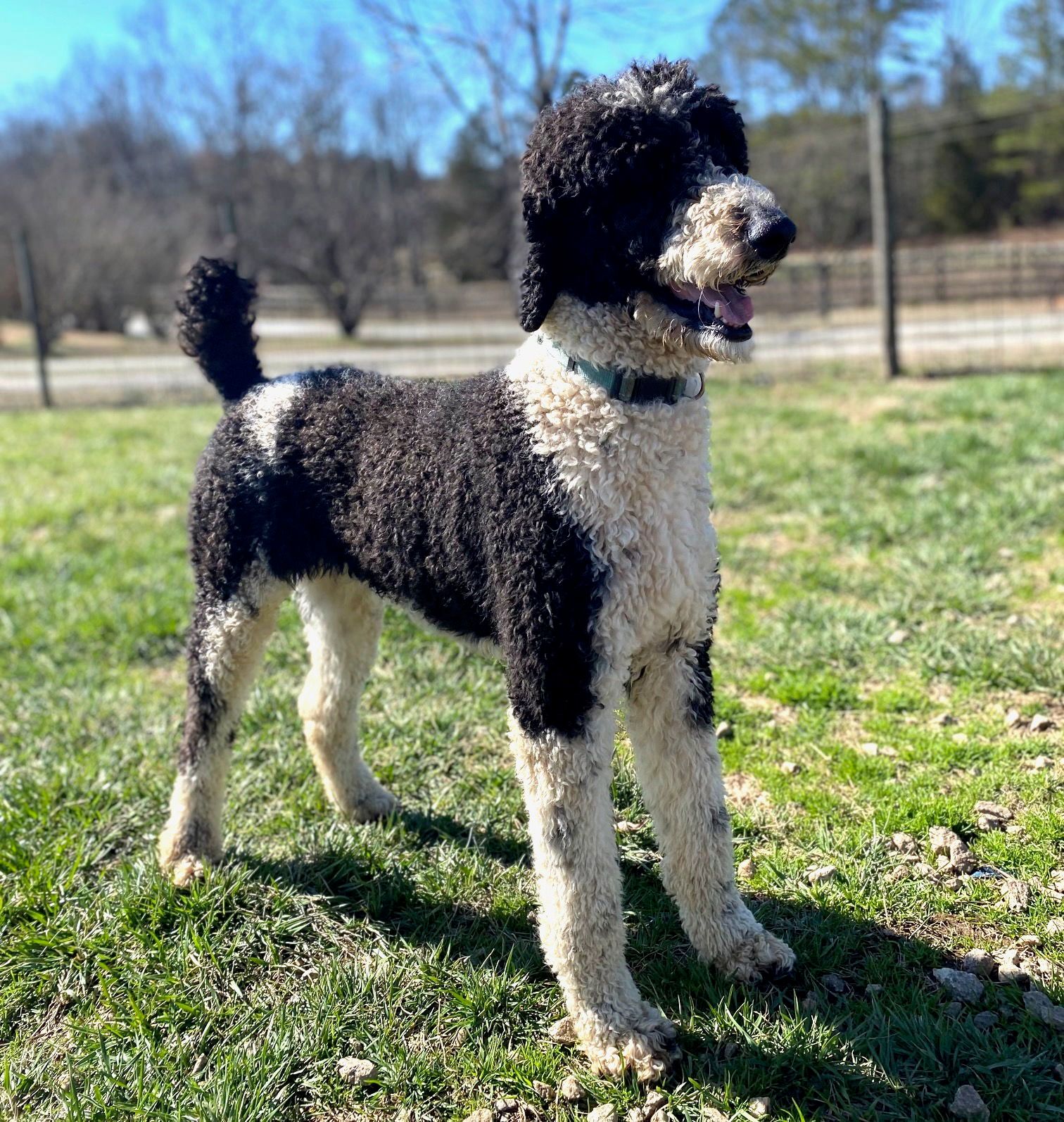 Meet Roscoe – A Sweet Long Coat Poodle Waiting For you! - Rocky Kanaka