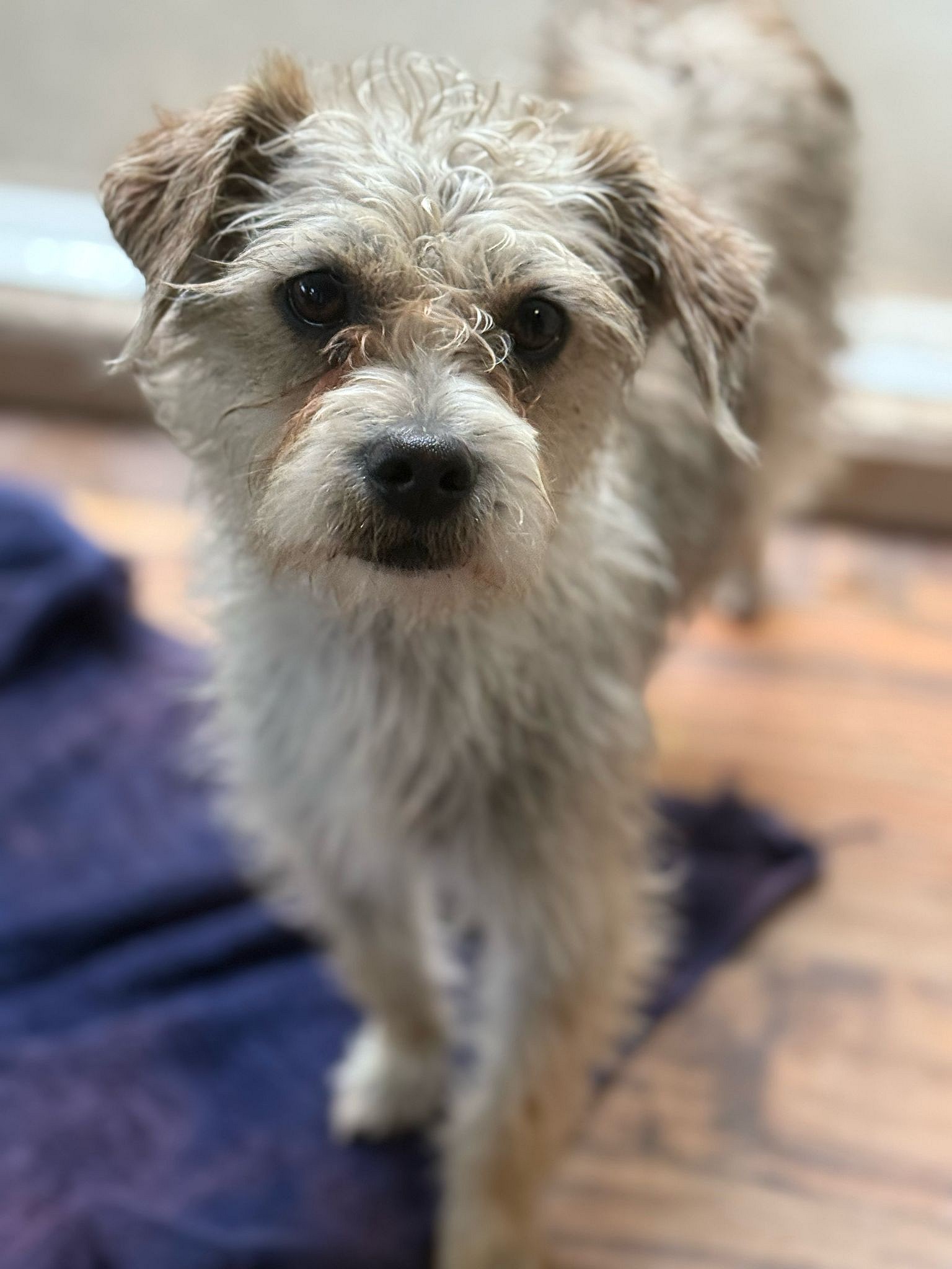 Scruffy the Mini Schnauzer Mix Is Ready to Steal Your Heart! - Rocky Kanaka