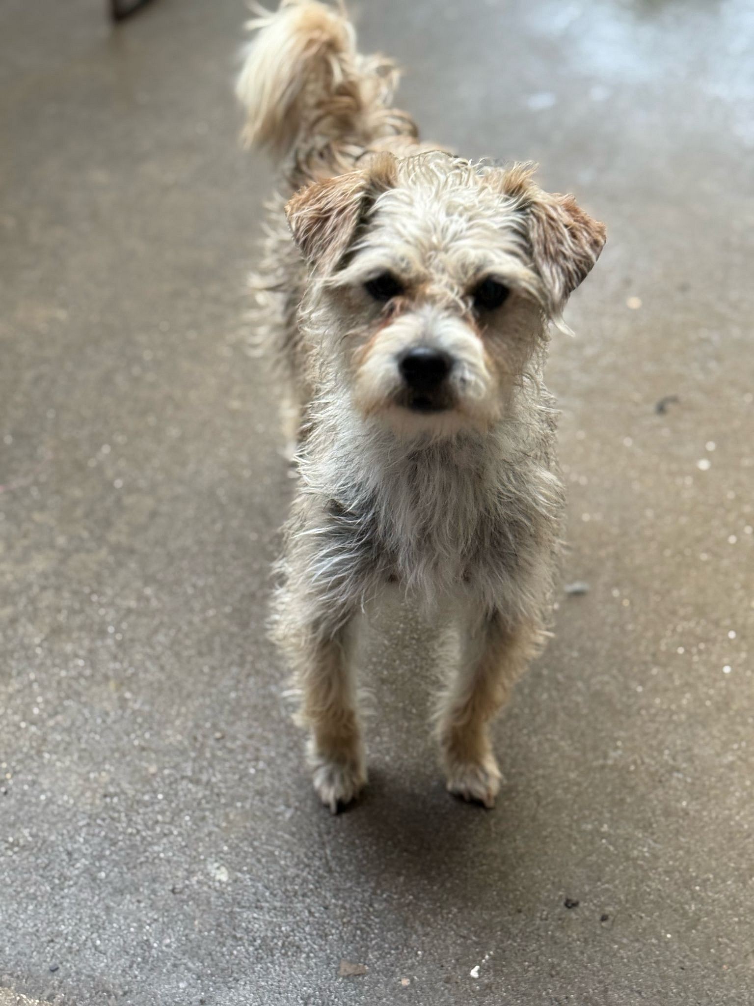 Scruffy the Mini Schnauzer Mix Is Ready to Steal Your Heart! - Rocky Kanaka