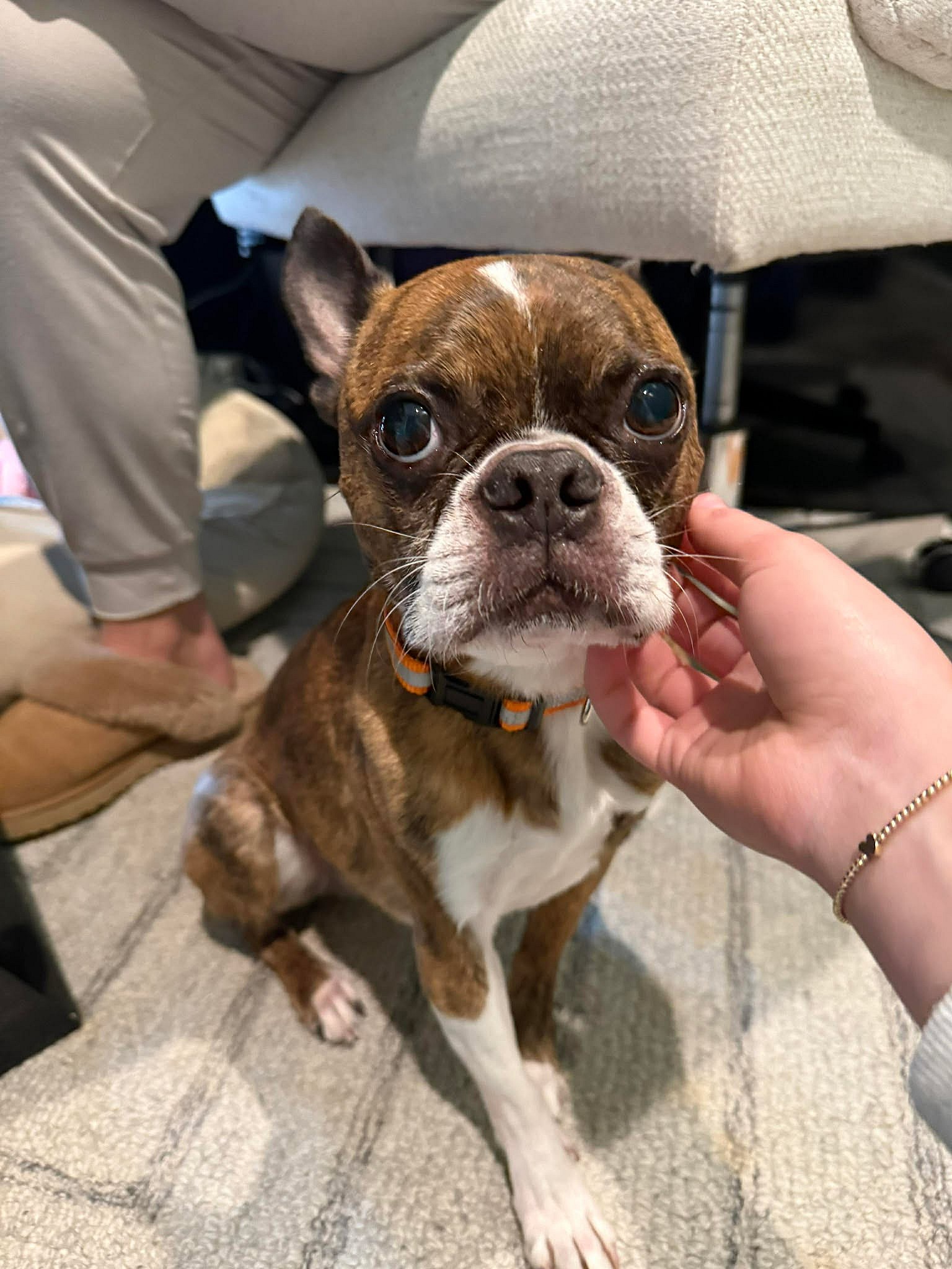 Brody the Boston Terrier Is a Quirky, Energetic Love Bug — Ready to Be ...