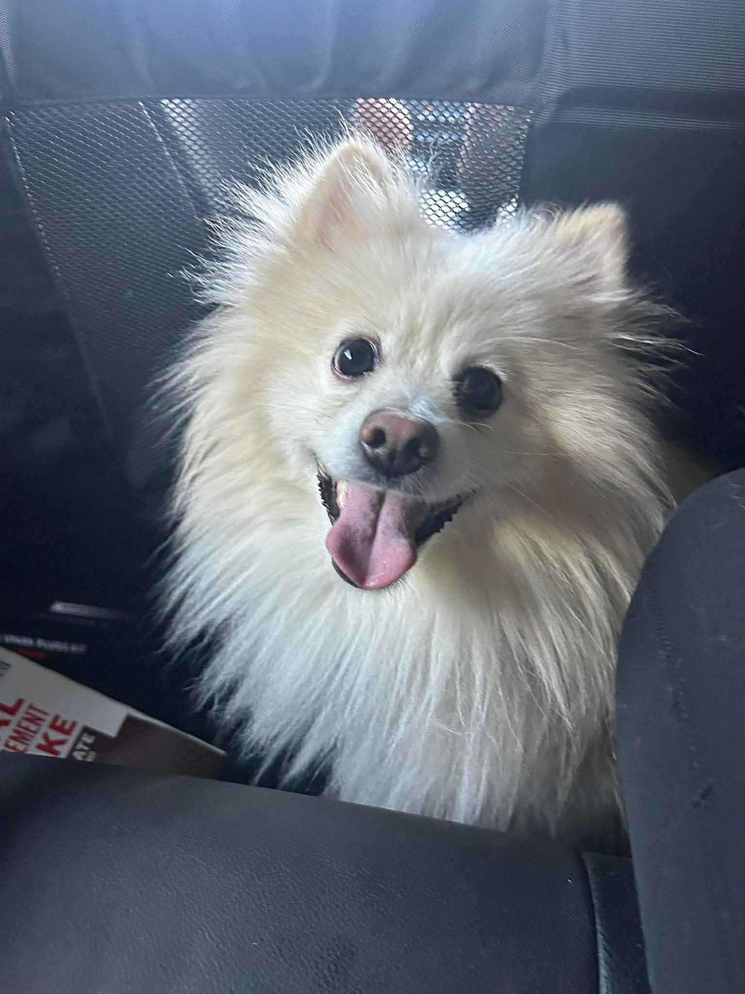 Fluff Alert! Meet Aspen, the Pomeranian with a Big Personality and an ...