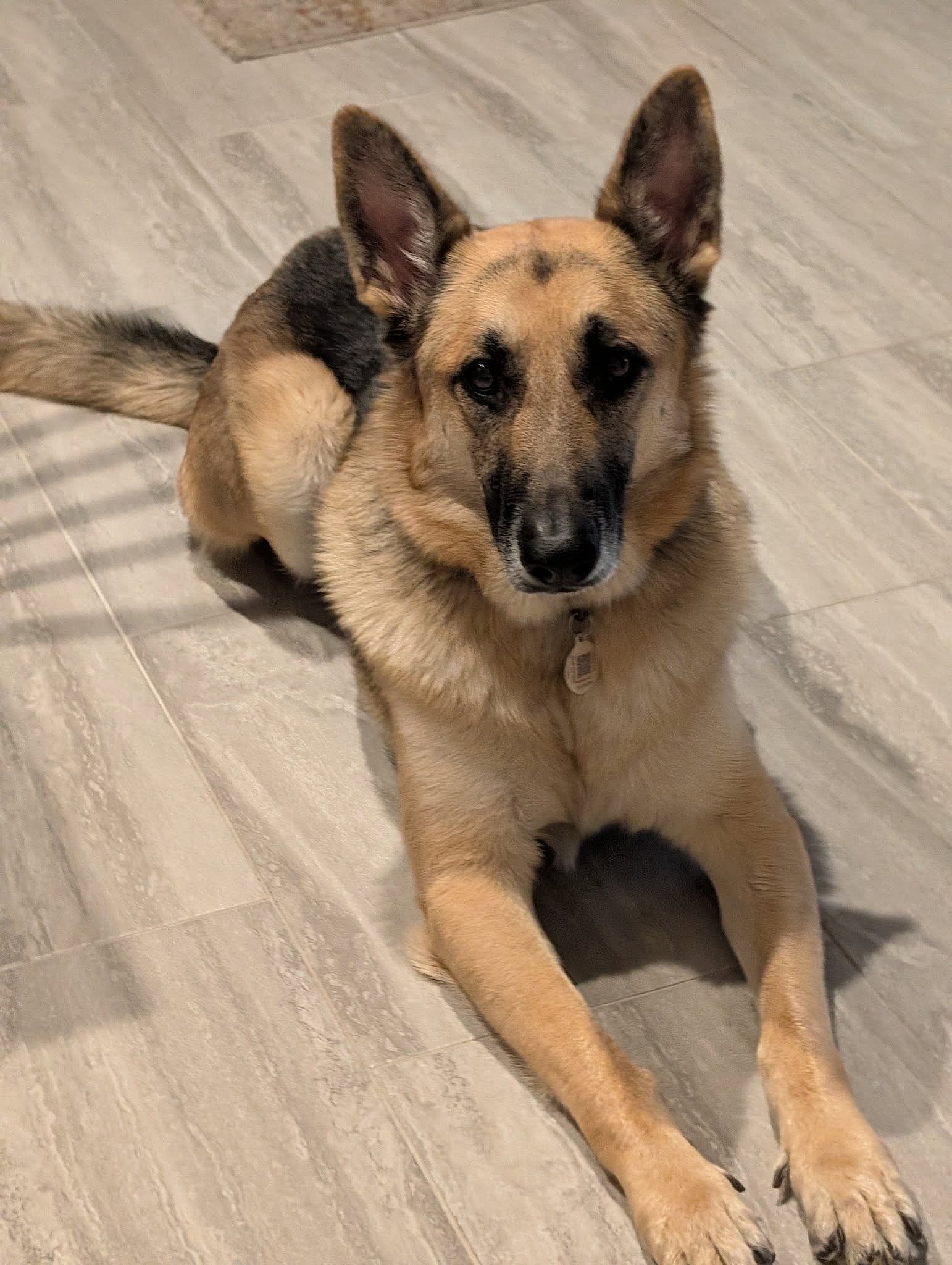 Popeye, The Brilliant, Loyal German Shepherd Looking for His Forever ...