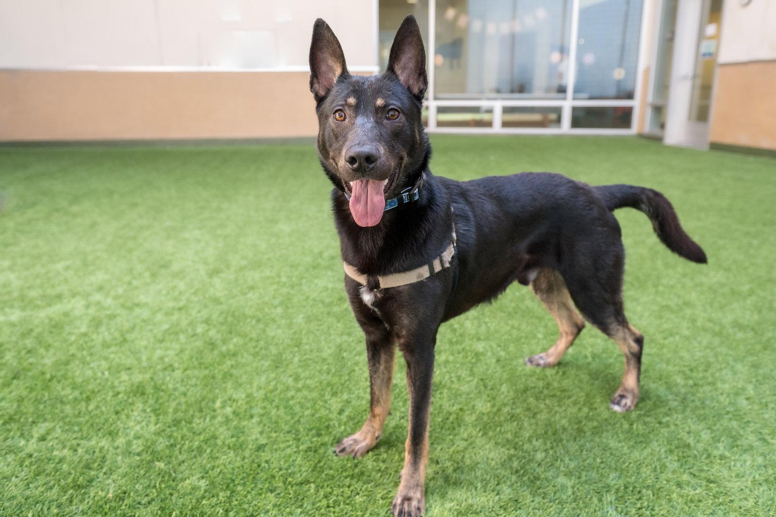 A Future Adventure Buddy Ready to Soar—Meet Phoenix - Rocky Kanaka