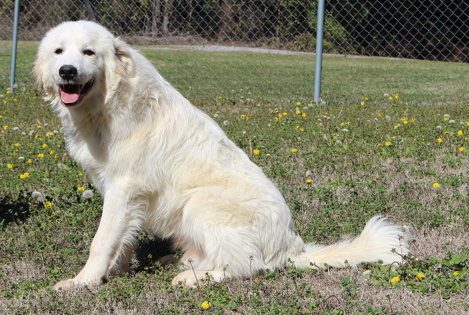Casper the Great Pyrenees Was Found Wandering Alone—Could You Be the ...