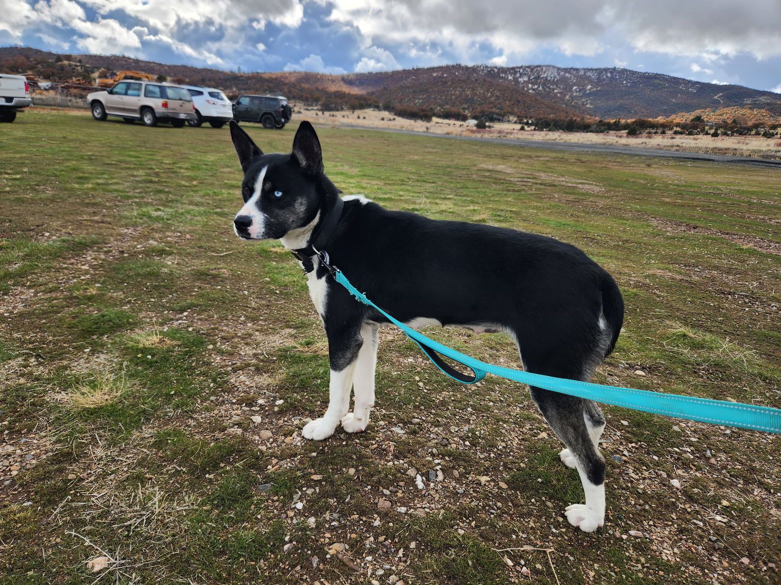 Calypso the Labrador Mix Has Been Waiting Since 2022—Could She Be the ...