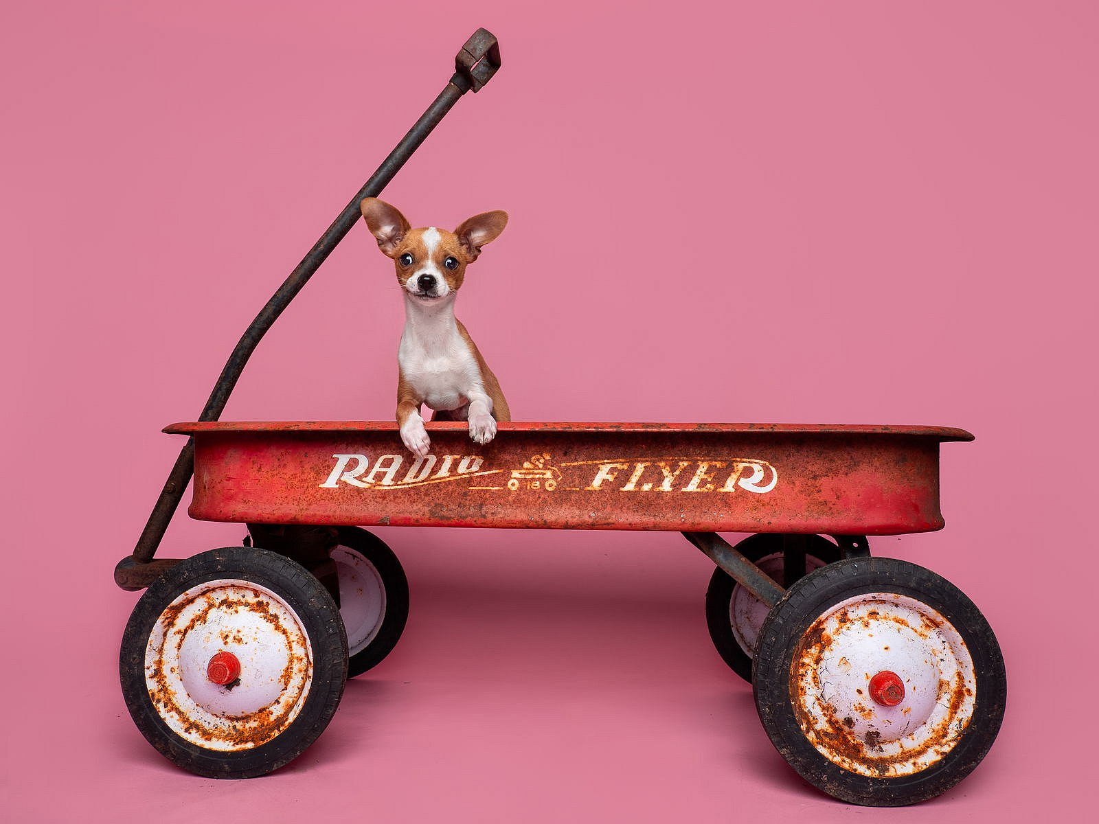 Sesame, Italian Greyhound Mix Puppy Growing Up in Foster — Could She Be ...