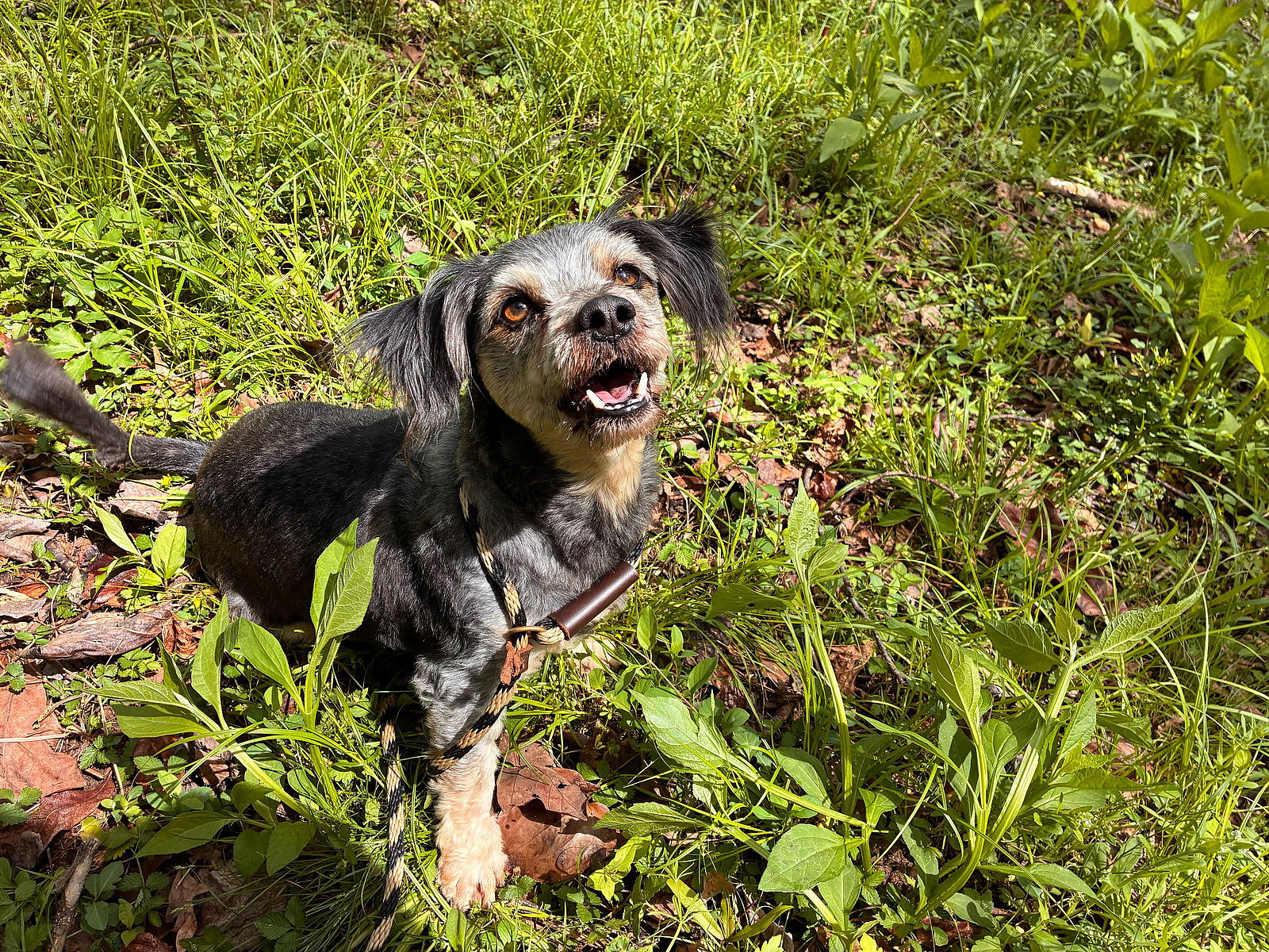 Meet Casper: The Loyal Little Companion Who Just Wants One Person to ...