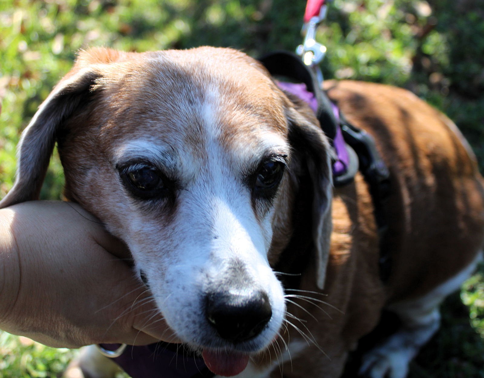 Rosie the Senior Beagle — Playful and Loving Companion — Ready for ...