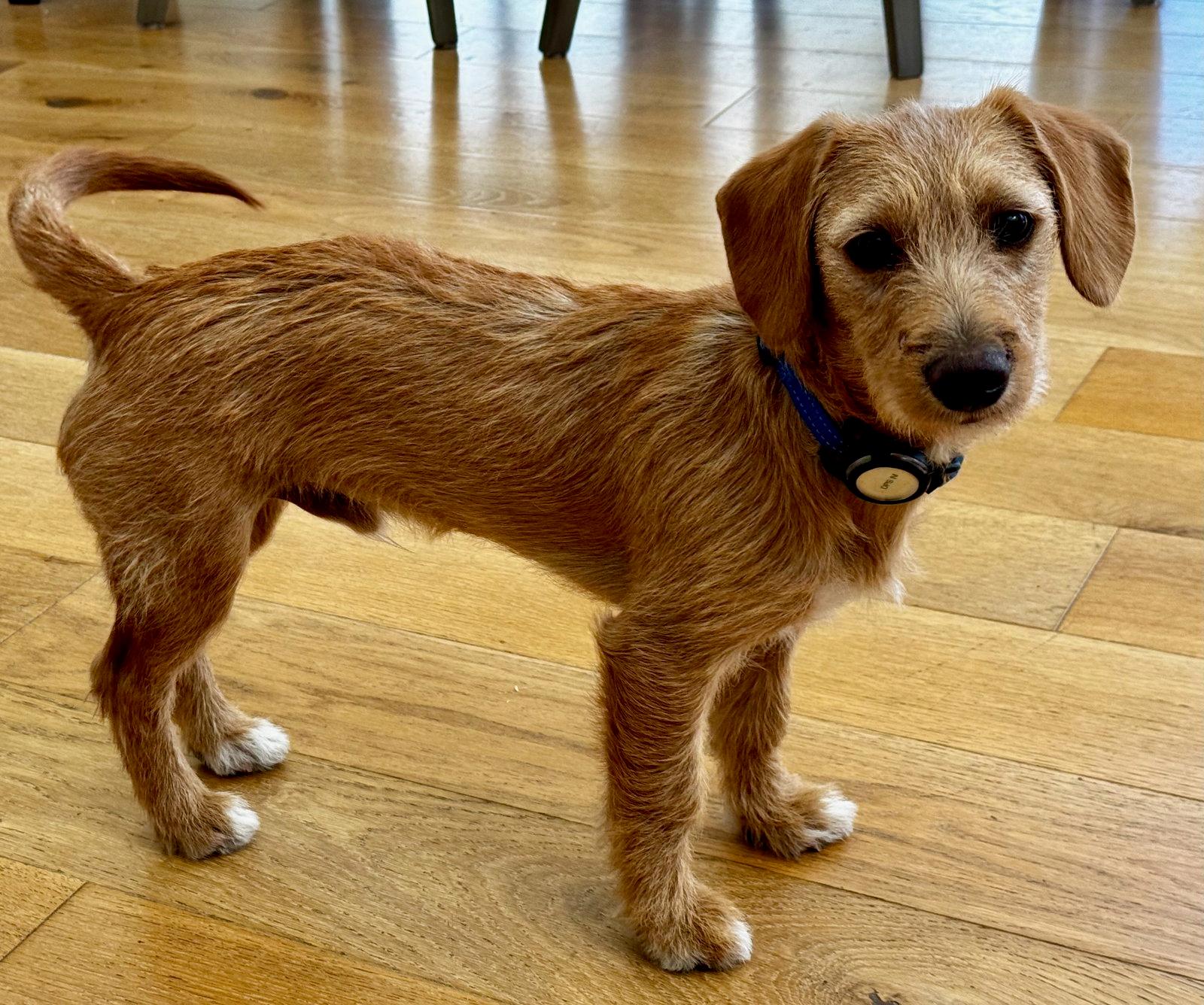 Dachshund Poodle Mix Puppy Was Terrified in the Shelter—Now Stovepipe ...