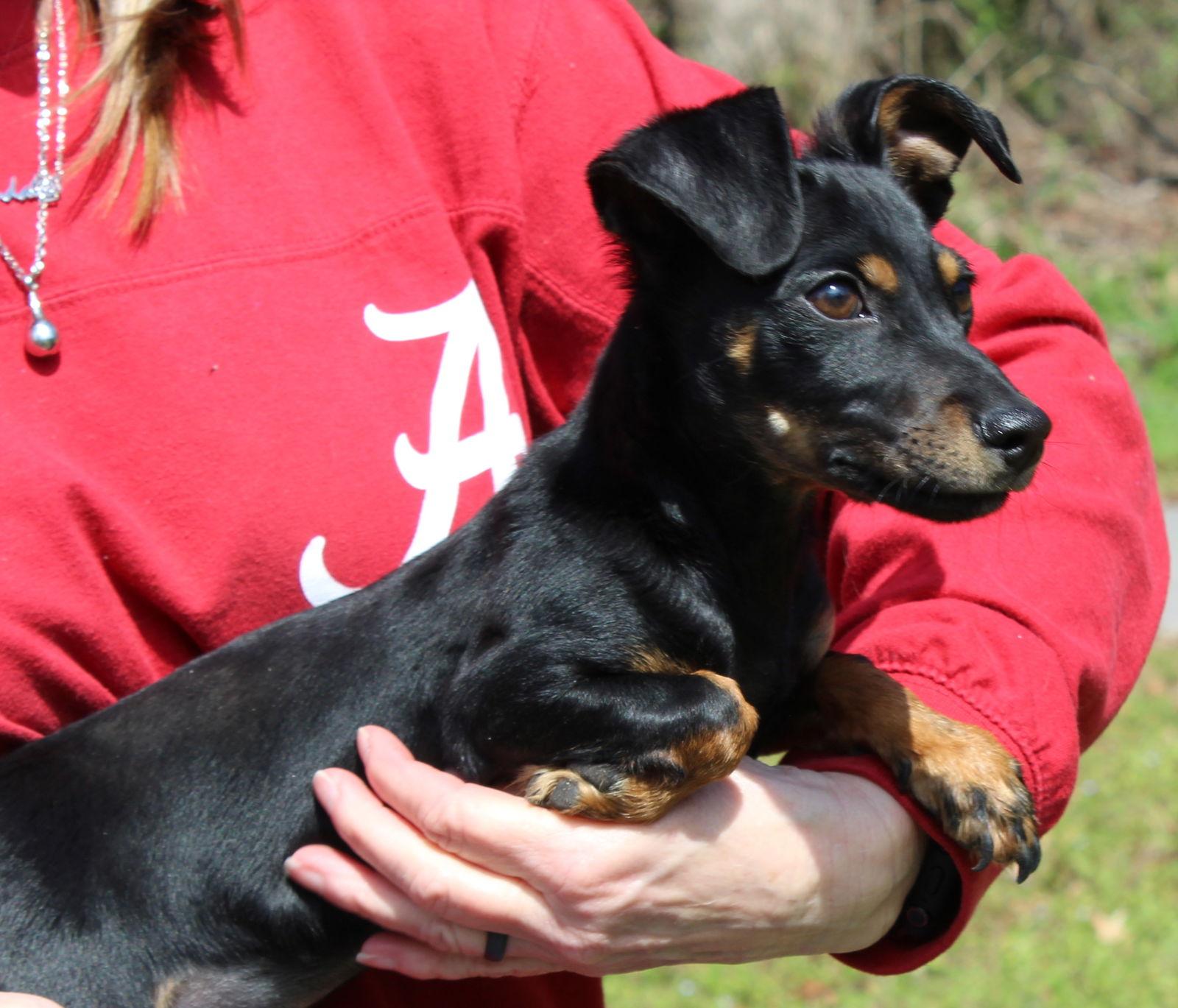 Mikey the Adorable Chiweenie Puppy Is Ready to Steal Your Heart 🐾 ...