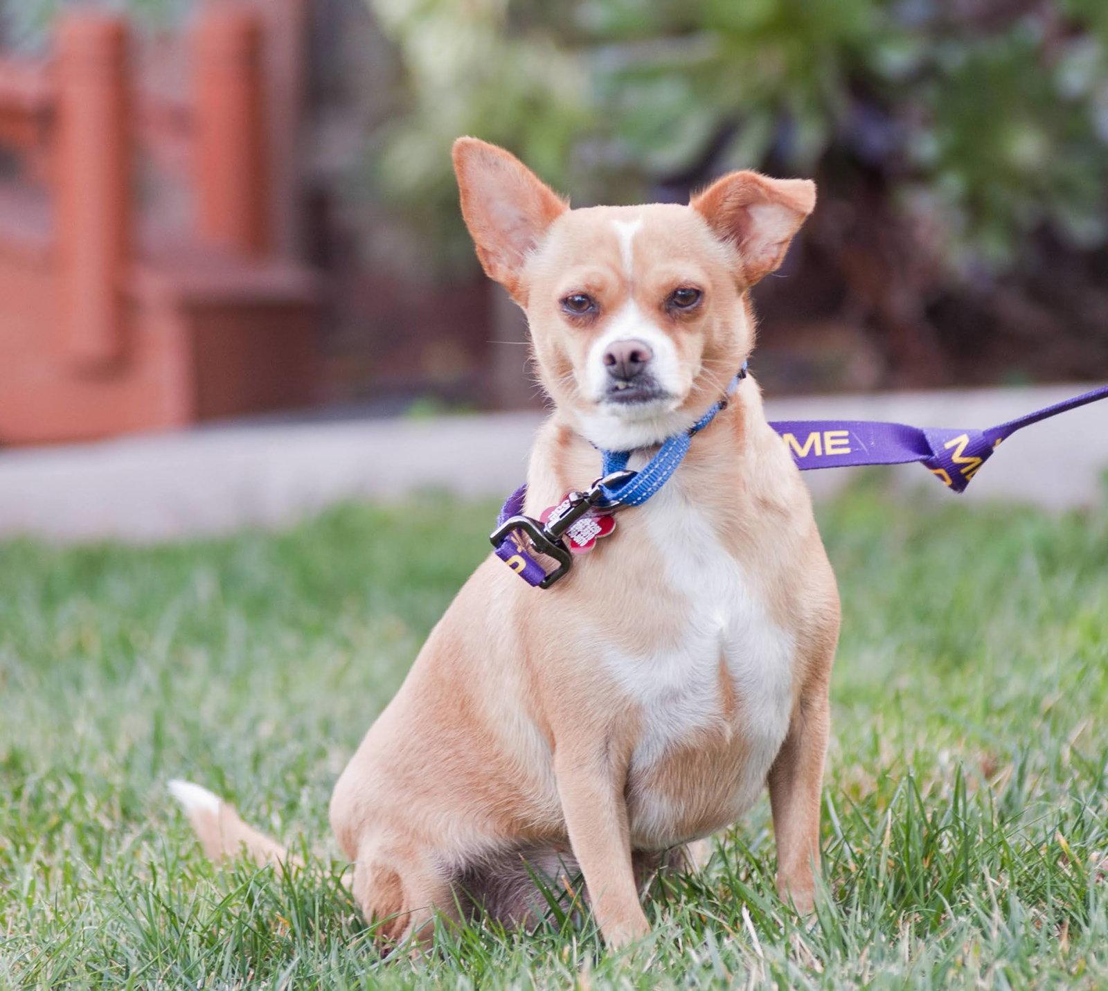 Starfruit, Pug Mix, The Ultimate Cuddle Pro. She's Ready To Be Your ...
