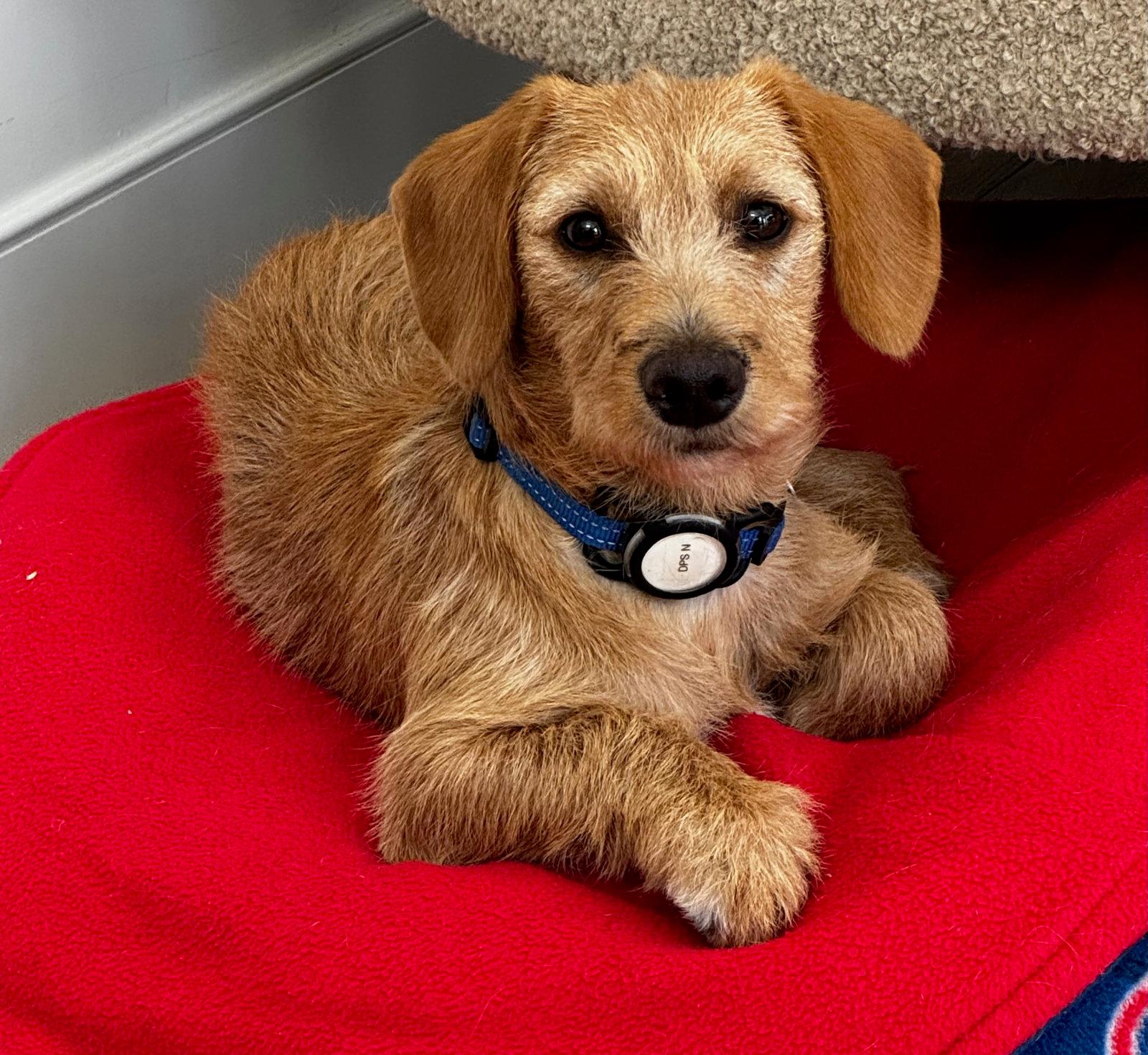 Dachshund Poodle Mix Puppy Was Terrified in the Shelter—Now Stovepipe ...