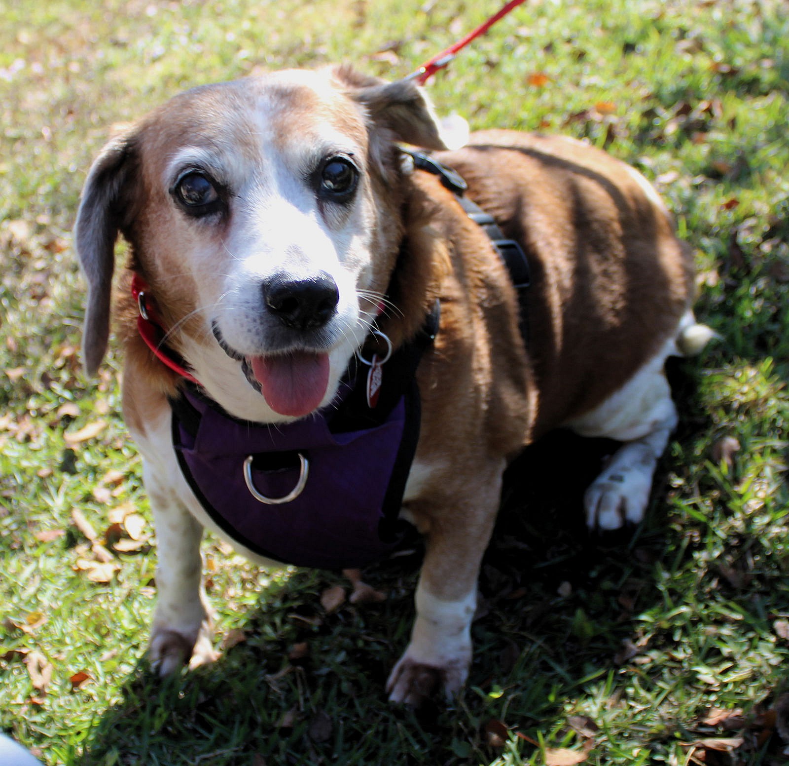 Rosie the Senior Beagle — Playful and Loving Companion — Ready for ...