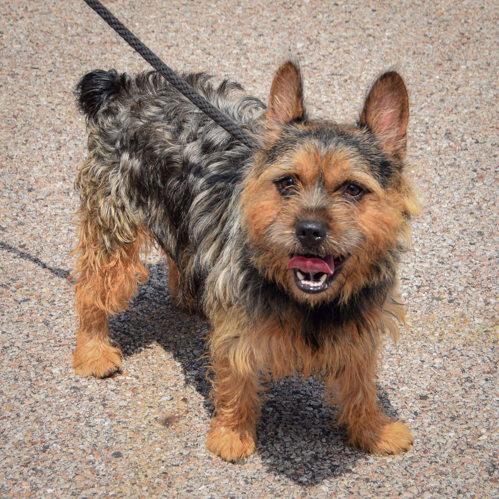 This Yorkie’s Been Waiting—Chewbacca Just Wants to Go Home - Rocky Kanaka