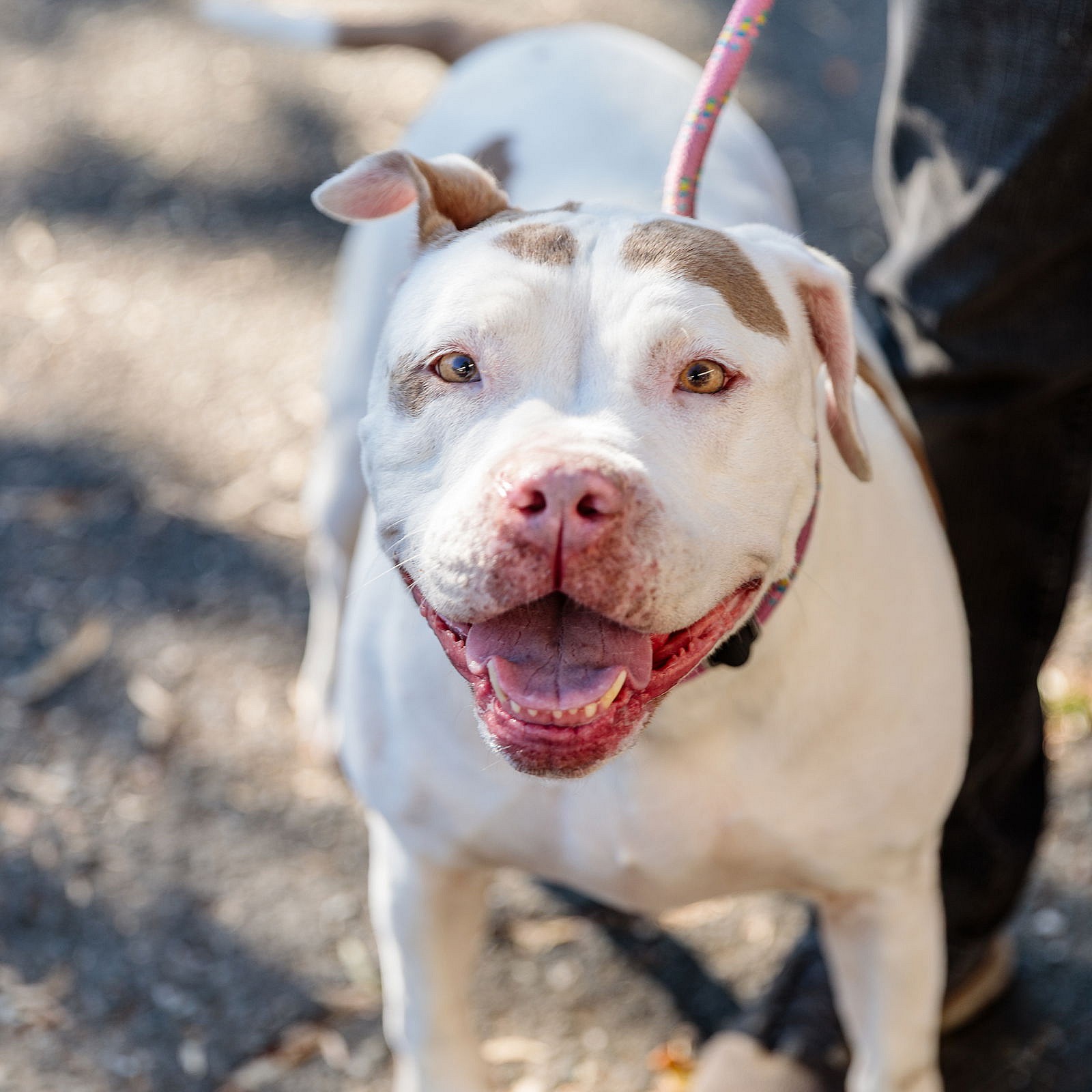 Labella the Gentle Pittie Princess Looking for Her Peaceful Forever Home - Rocky Kanaka