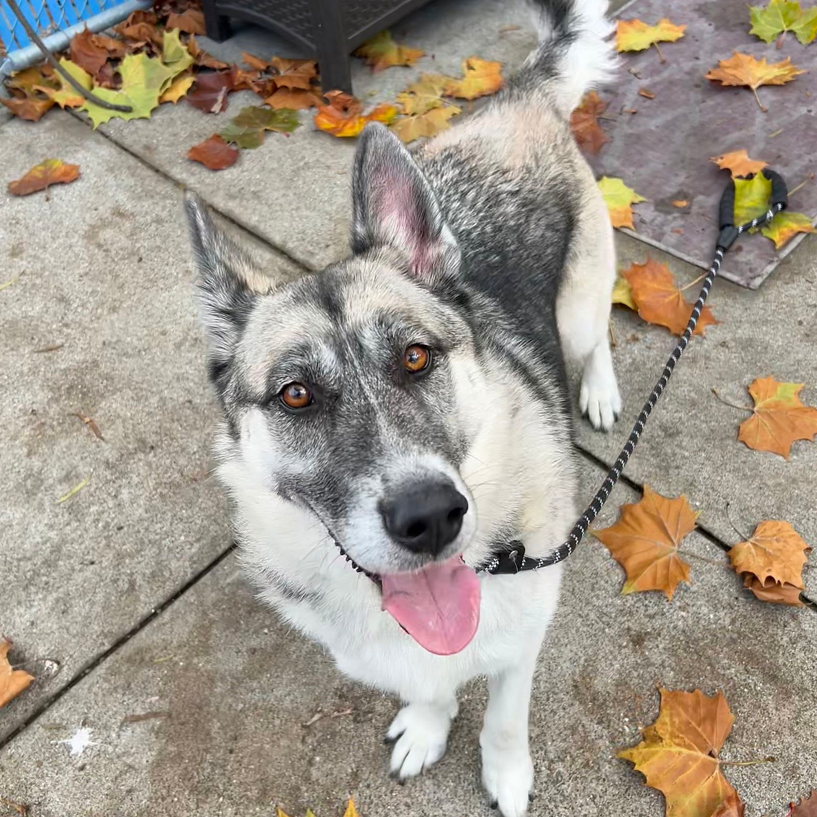 Anise, Senior Shepherd/Husky Mix with a Wise Soul – Ready for a Calm ...
