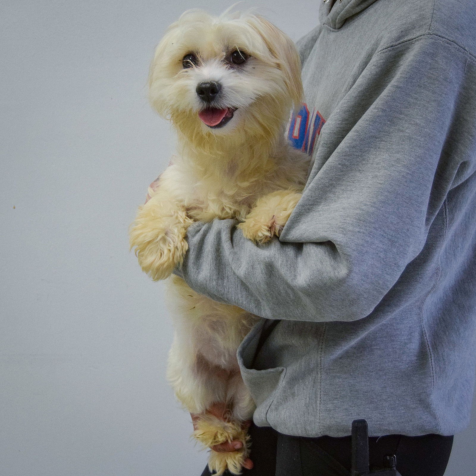 Delaney, A Sweet Maltese Mix Ready for Her Forever Home - Rocky Kanaka