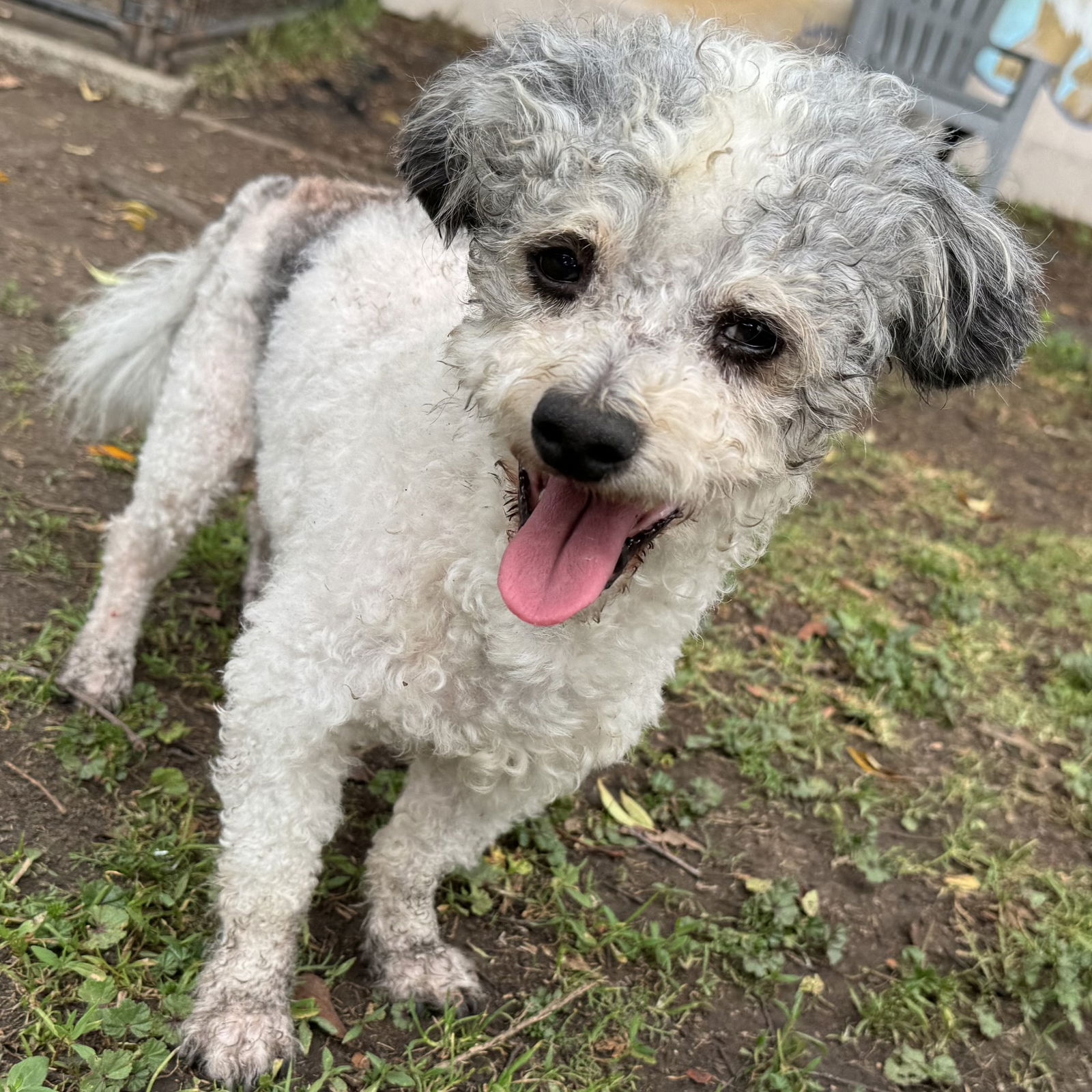 Barley the Senior Poodle Is Searching for a Quiet, Understanding Home ...