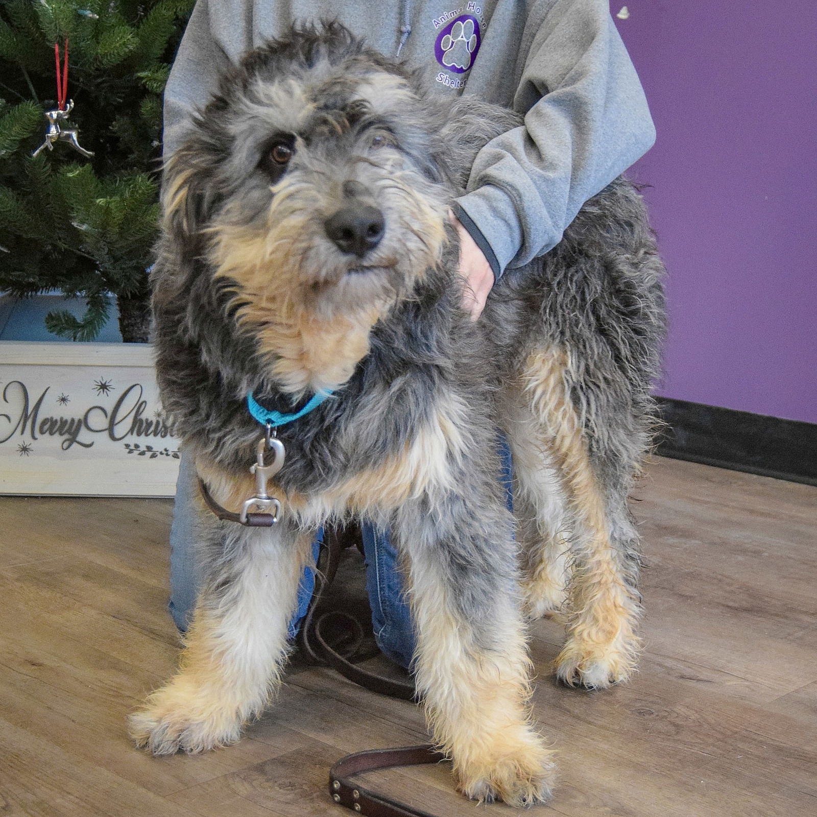 Benji, A Sheep Dog Mix is Coming Soon! Could You Be Their Forever Best ...