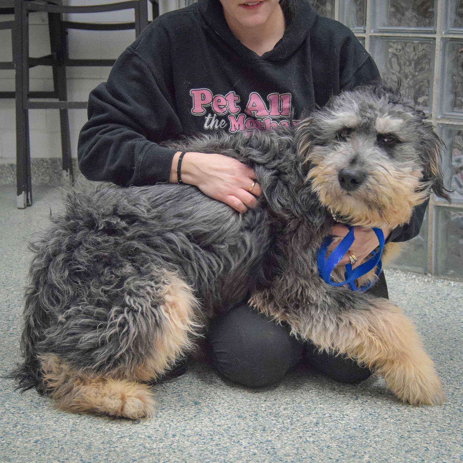 Benji, A Sheep Dog Mix is Coming Soon! Could You Be Their Forever Best ...
