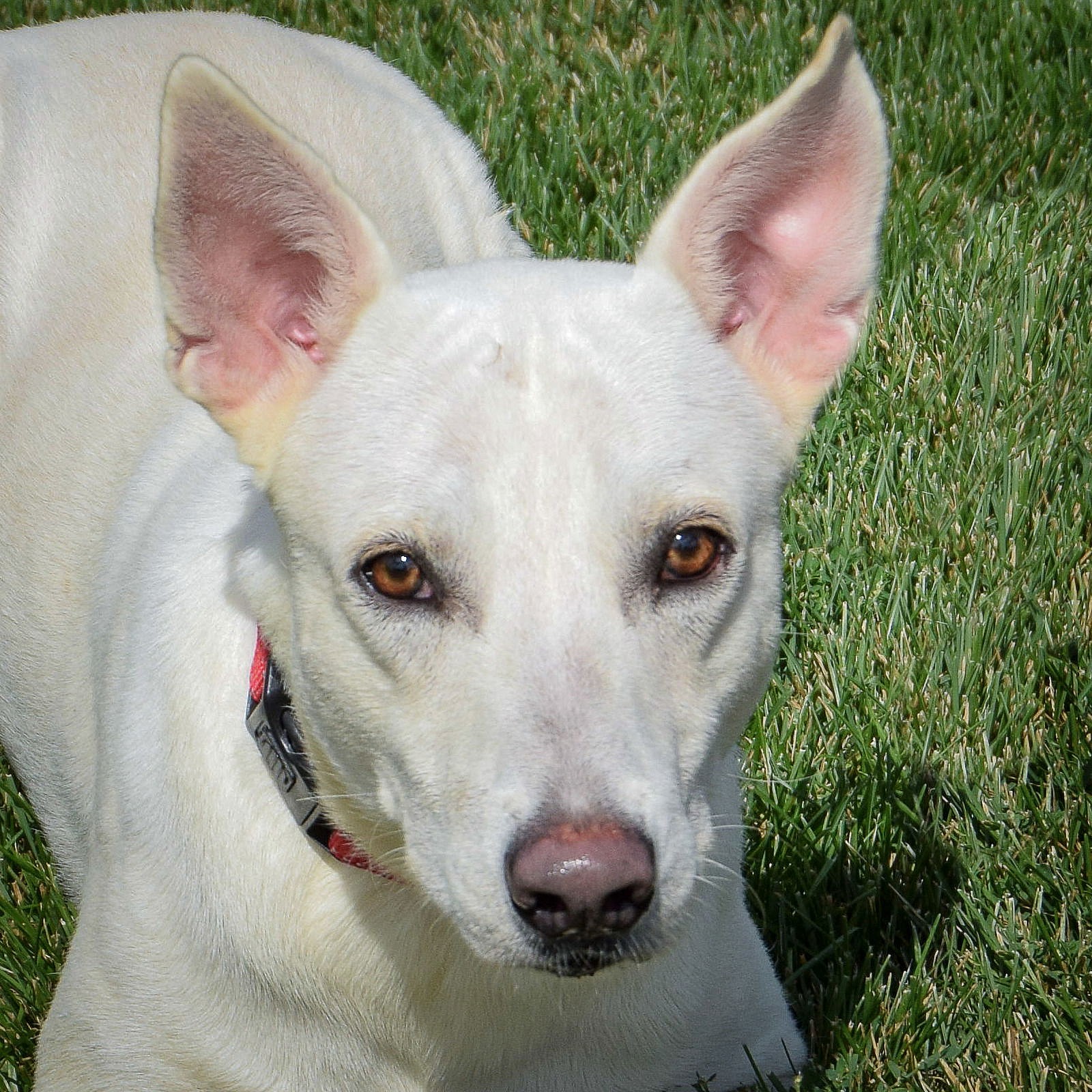 Ragnarok, Playful and Lovable Shepard Mix is Ready to Be Your Family’s ...
