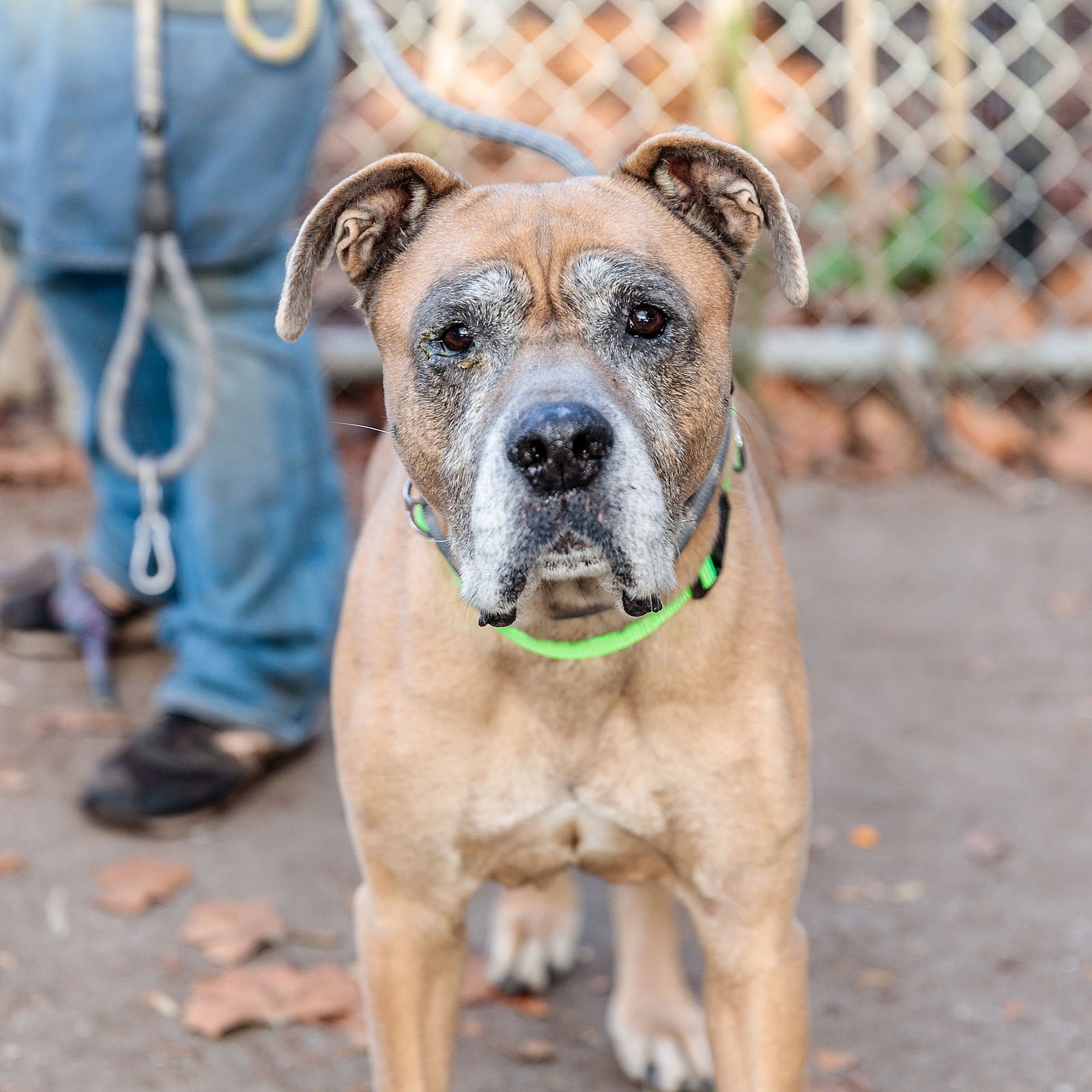 Molly – Sweet Senior and Gentle Boxer/Pittie Mix Looking for a Calm ...