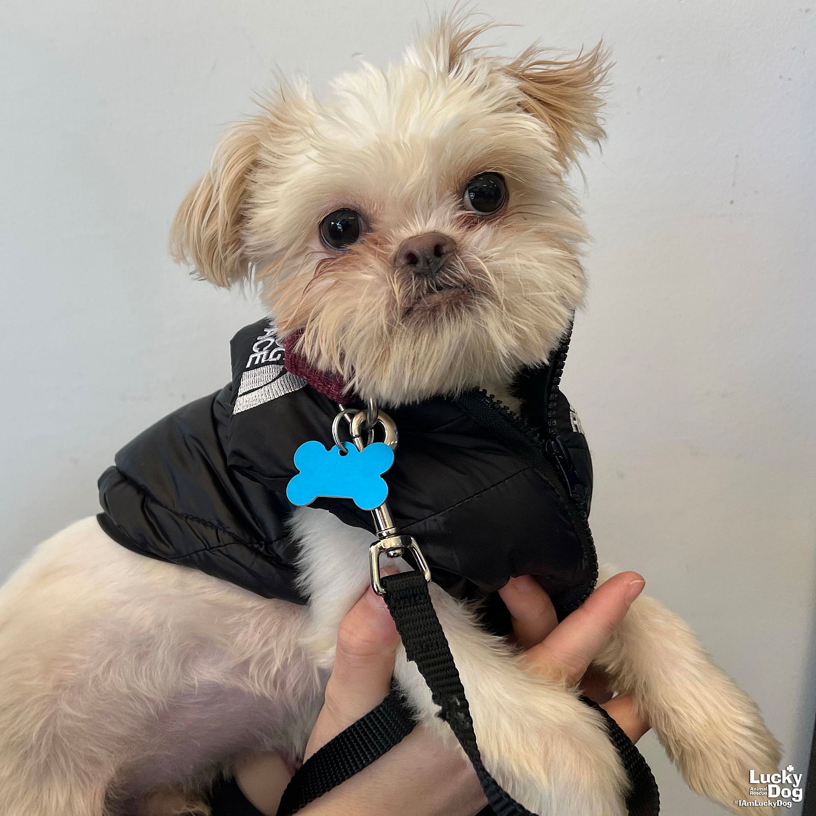 Bobbie, Shih Tzu Mix Needs a Foster or Forever Home—Could It Be Yours ...