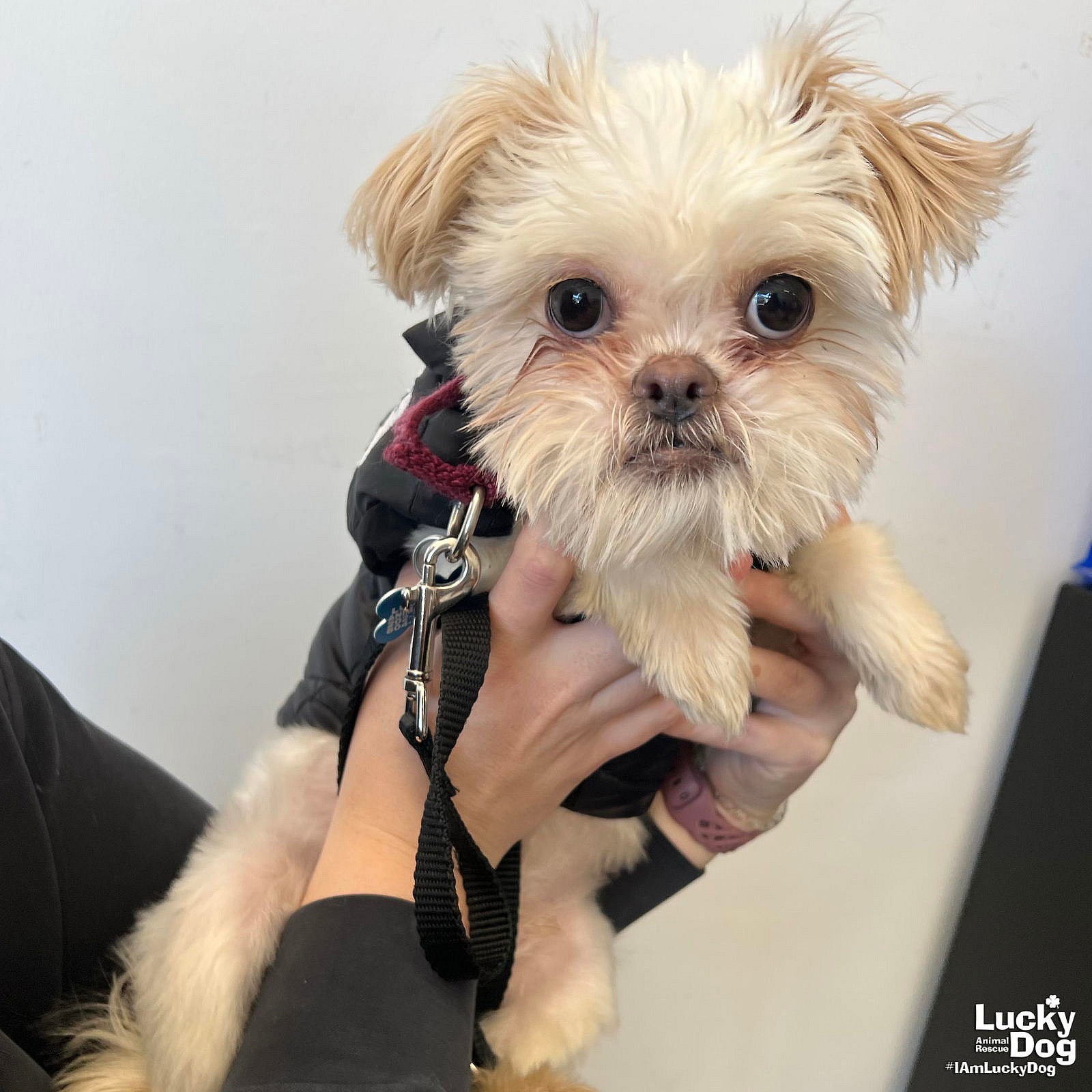 Bobbie, Shih Tzu Mix Needs a Foster or Forever Home—Could It Be Yours ...