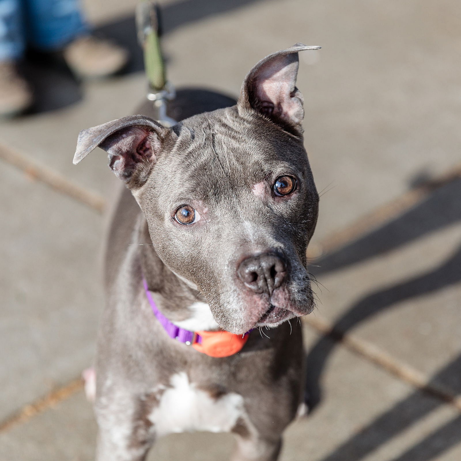 This 7-Year-Old Pittie Mix Is a Sunshine-Filled Cuddle Bug—Meet Poppy ...