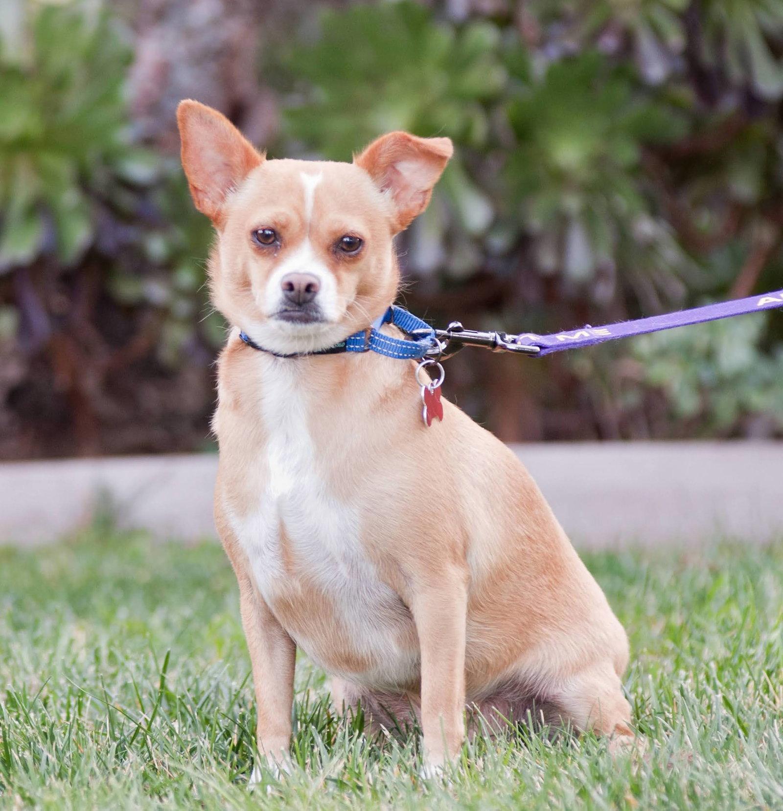 Starfruit, Pug Mix, The Ultimate Cuddle Pro. She's Ready To Be Your ...