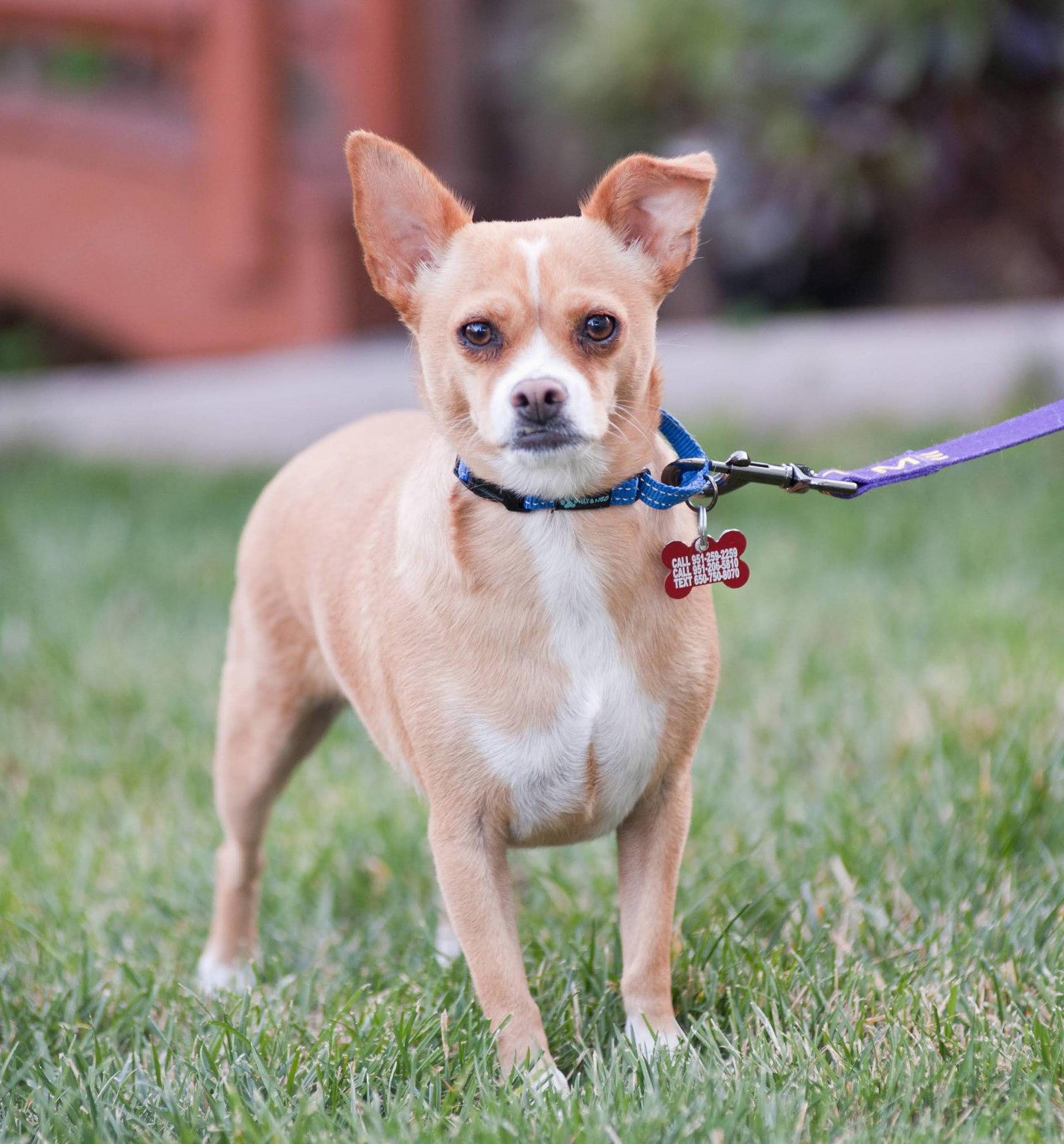 Starfruit, Pug Mix, The Ultimate Cuddle Pro. She's Ready To Be Your ...