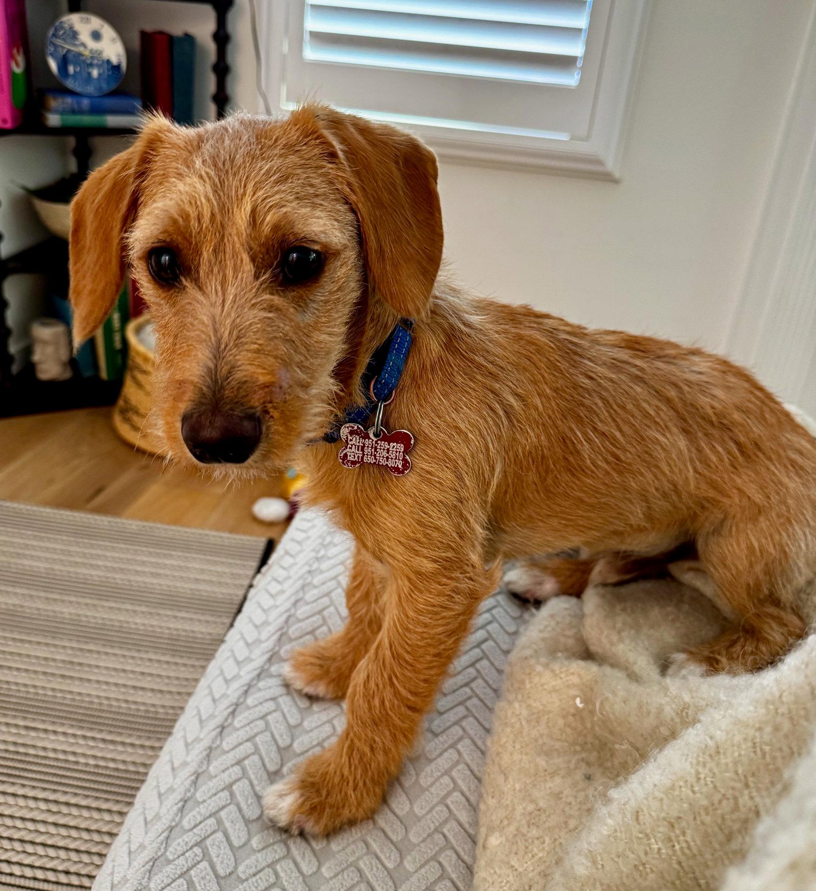 Dachshund Poodle Mix Puppy Was Terrified in the Shelter—Now Stovepipe ...