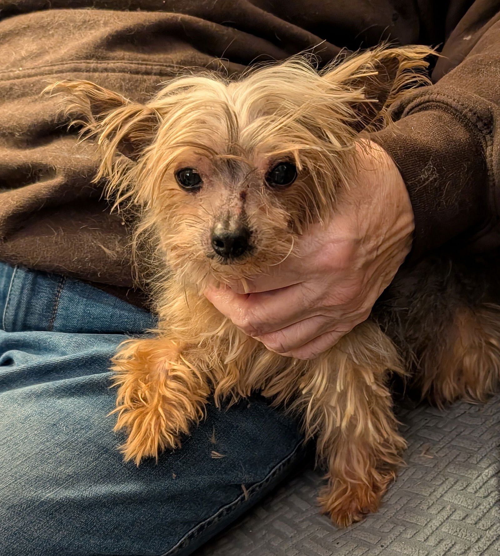 Fritz the Yorkie, Senior Gentleman Seeking a Calm and Loving Lap—Could ...